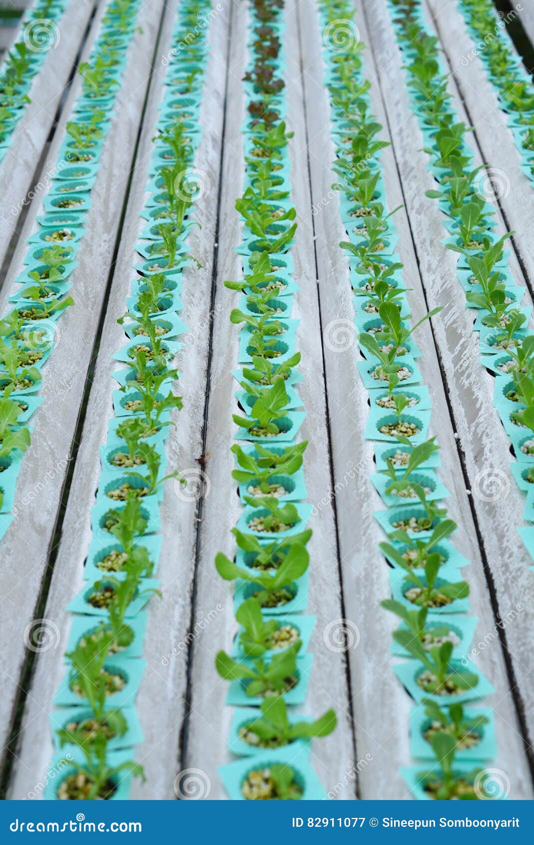 Sprout in Hydroponics farm stock image. Image of agriculture - 82911077