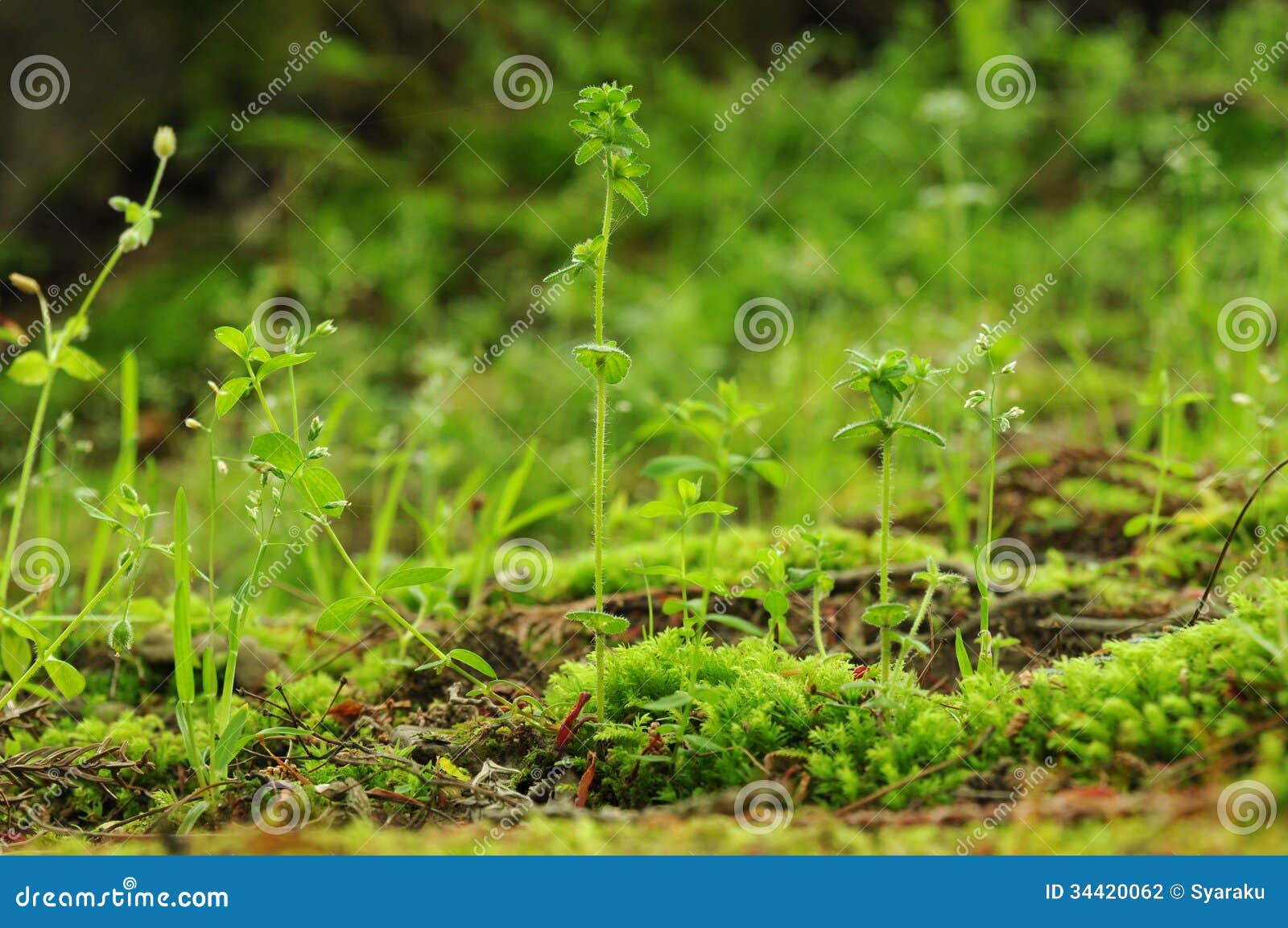 Sprout stock photo. Image of birth, sprout, focus, nature - 34420062