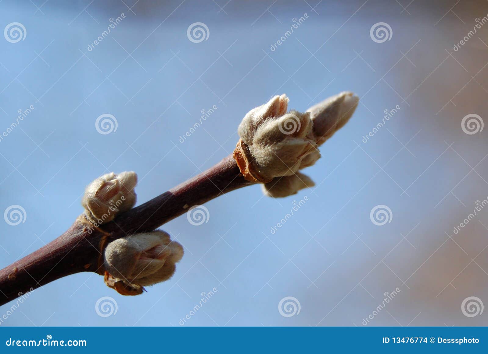 Sprout kidney stock photo. Image of kidney, flora, reflexion - 13476774