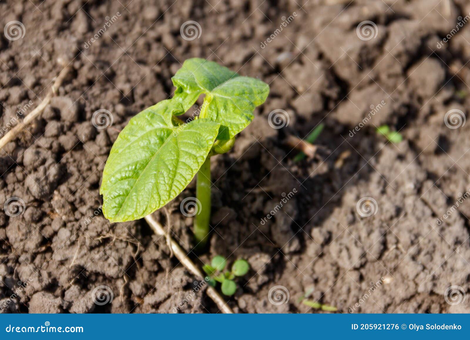 Sprout of Kidney Bean in Vegetable Garden Stock Photo - Image of land ...