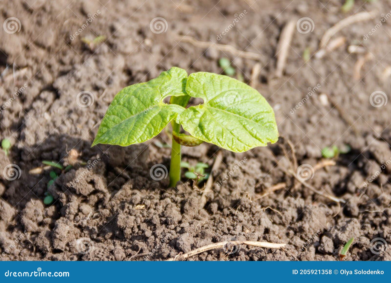 Sprout of Kidney Bean in Vegetable Garden Stock Photo - Image of ...
