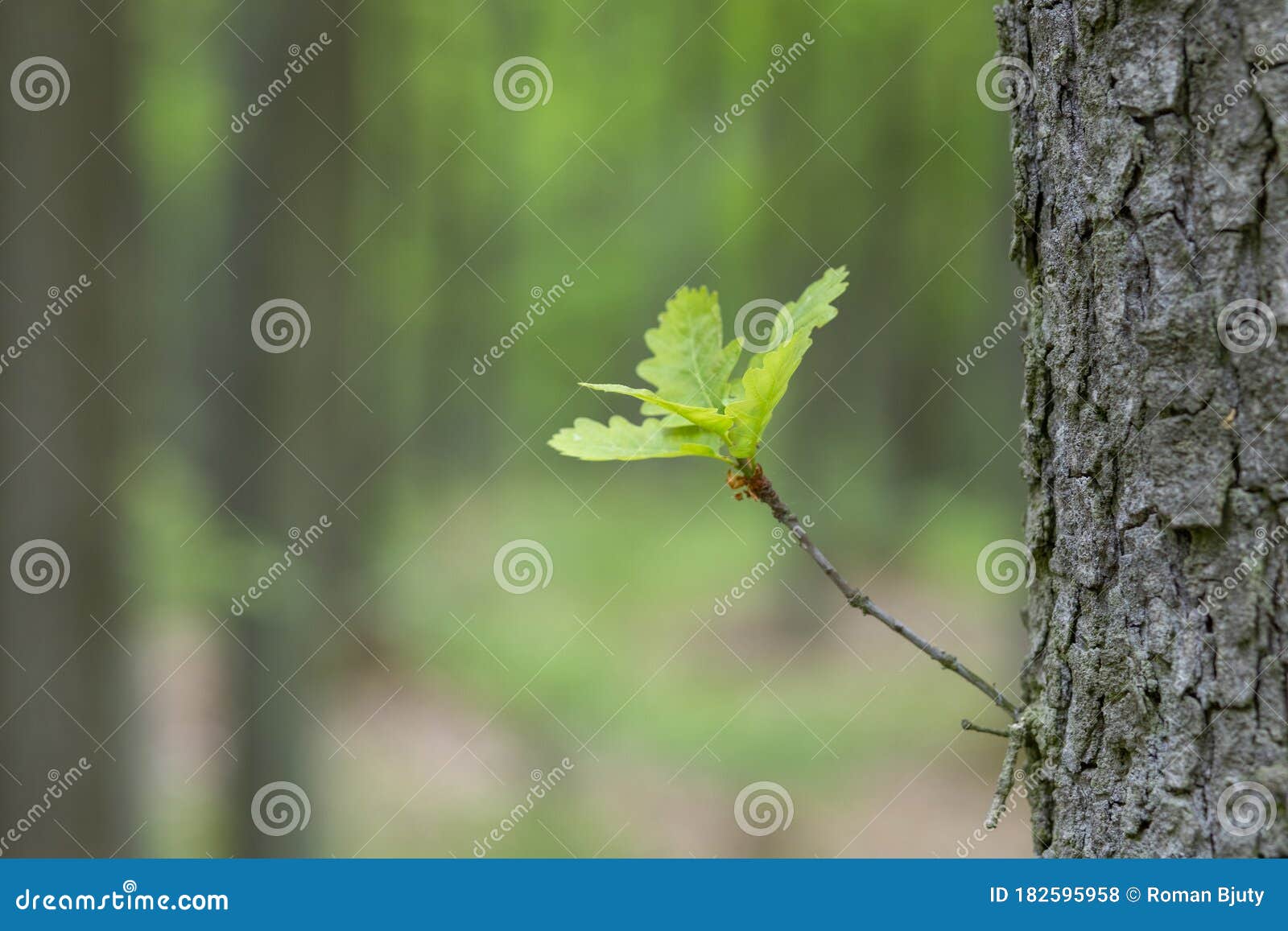 A Sprout of a Leaf Grows from a Tree Trunk in the Forest. in the ...