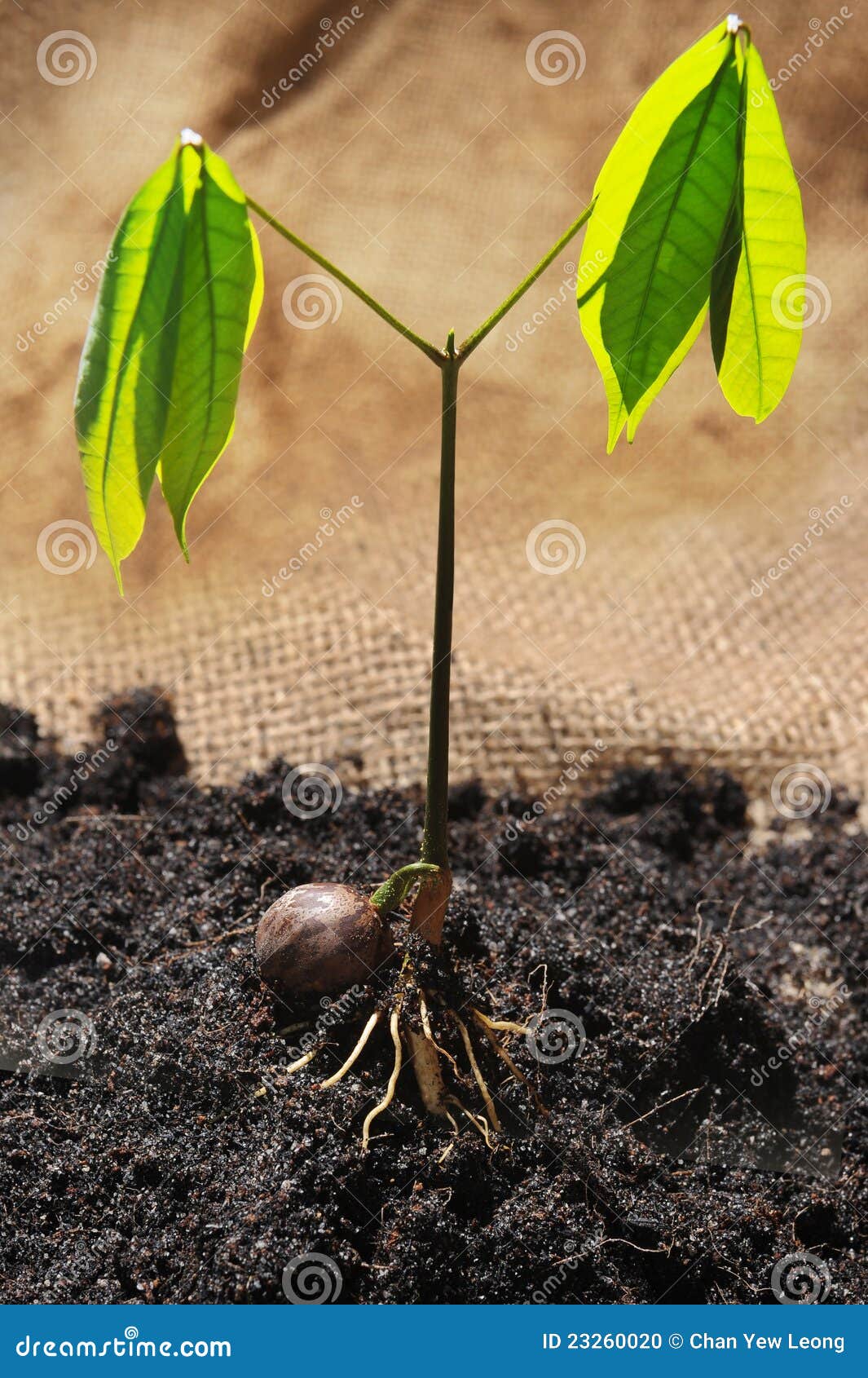 Sprout with Leaf of Rubber Seed Stock Photo - Image of botany, sprout ...