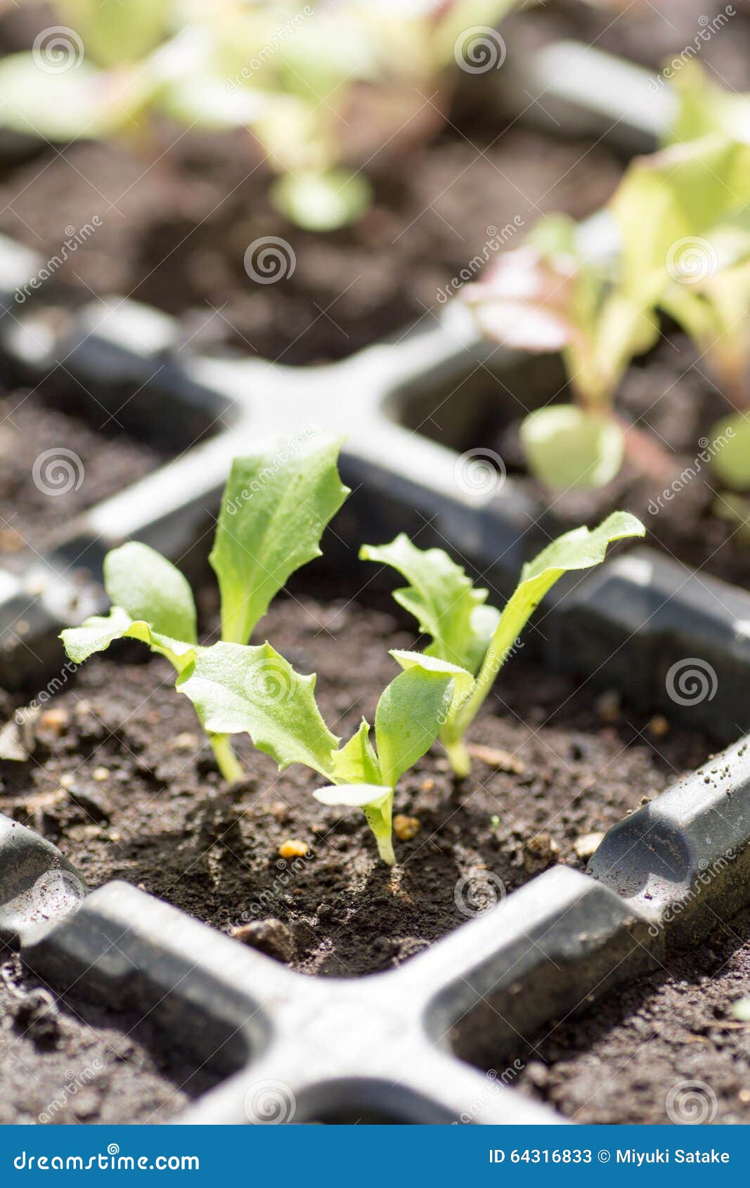 Sprout of lettuce stock image. Image of lettuce, agriculture - 64316833