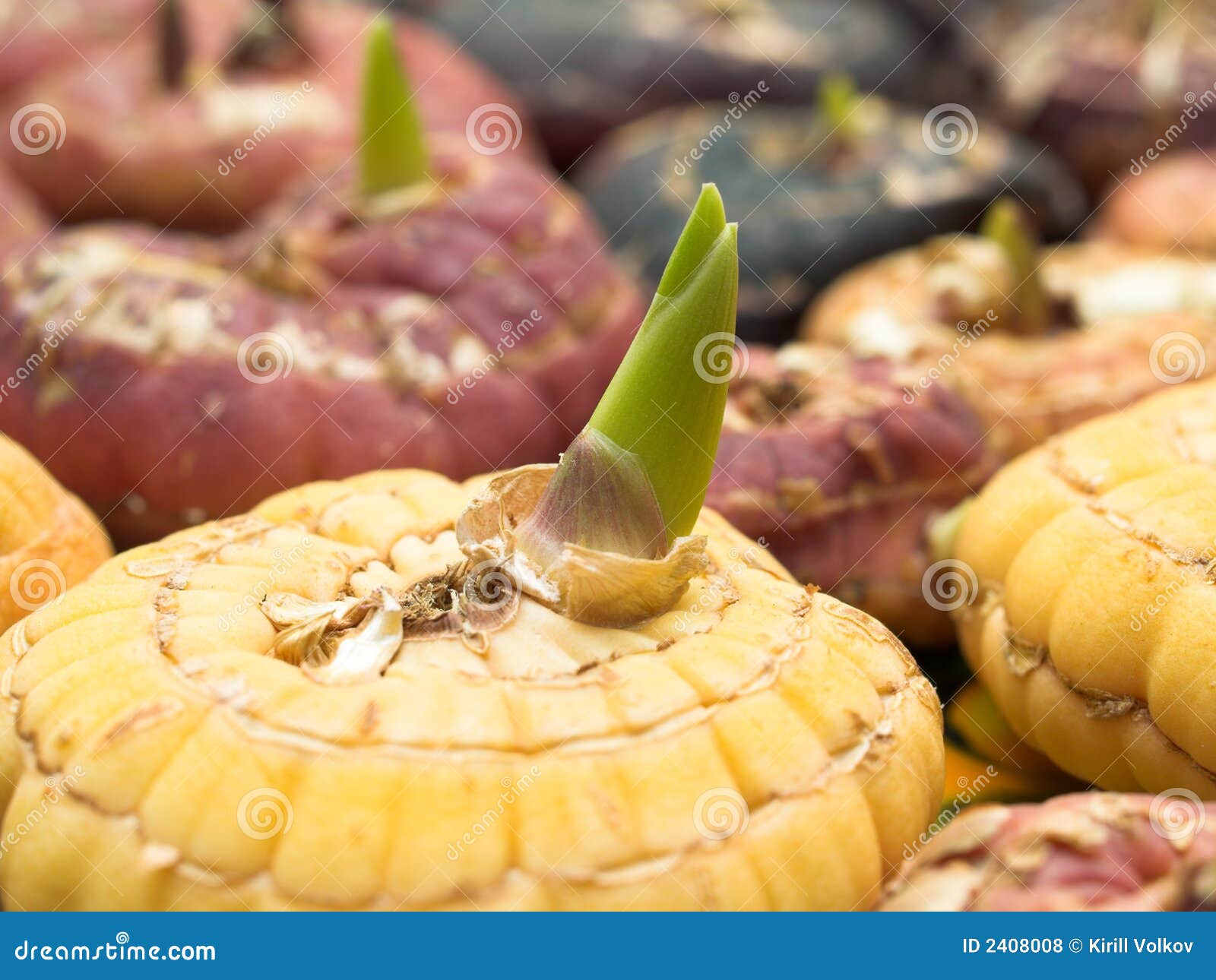 Sprout lily bulb stock photo. Image of nature, plant, close - 2408008