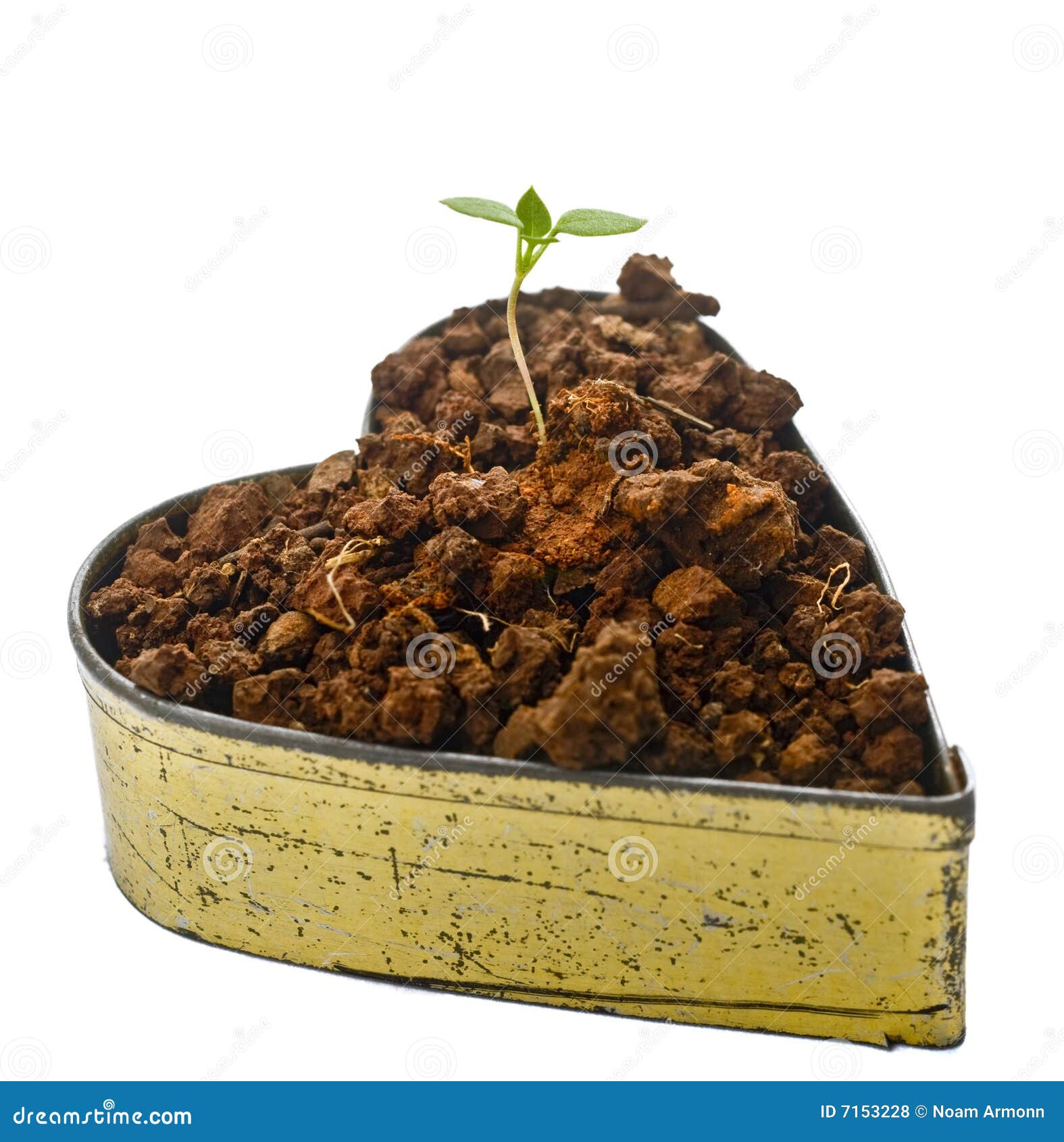 Sprout of love stock photo. Image of care, gardening, love - 7153228