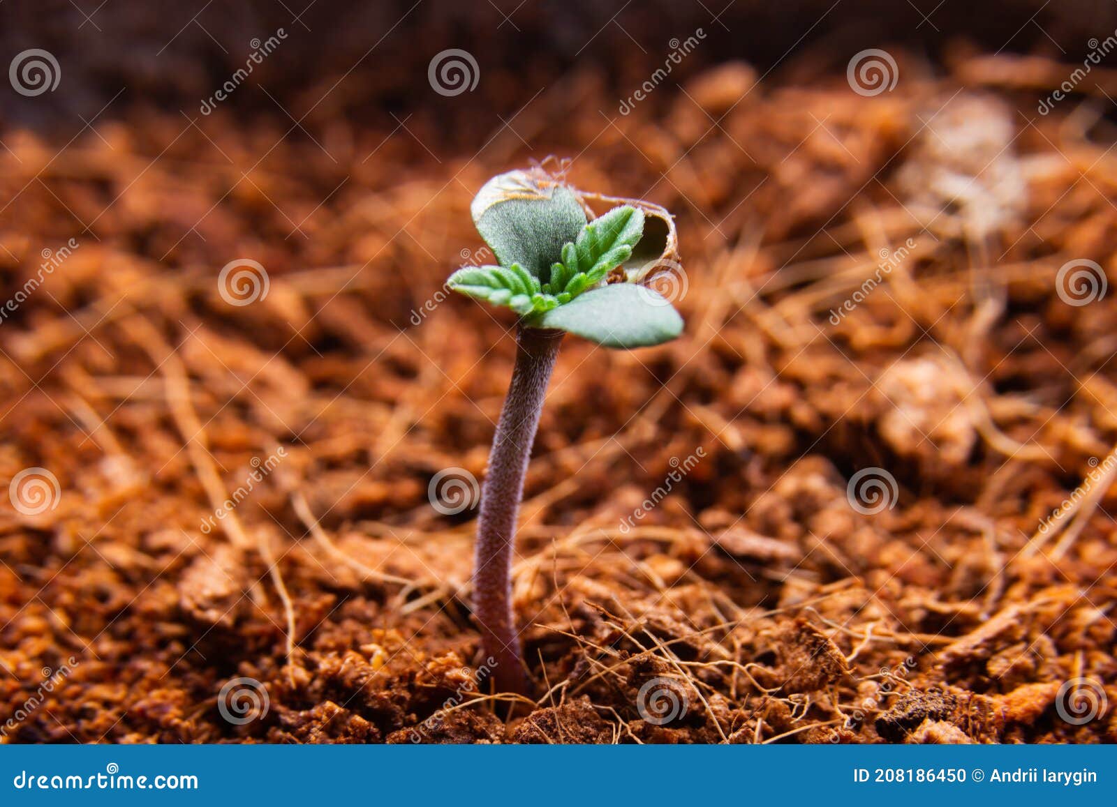 Sprout of Marijuana Plant Growing Indoor Stock Photo - Image of hemp ...