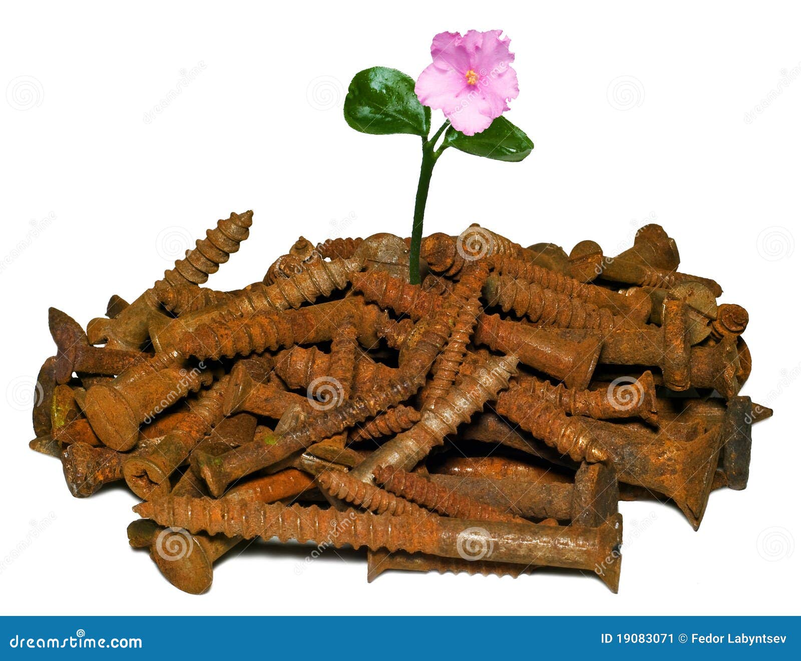 Sprout among metal stock image. Image of health, youth - 19083071