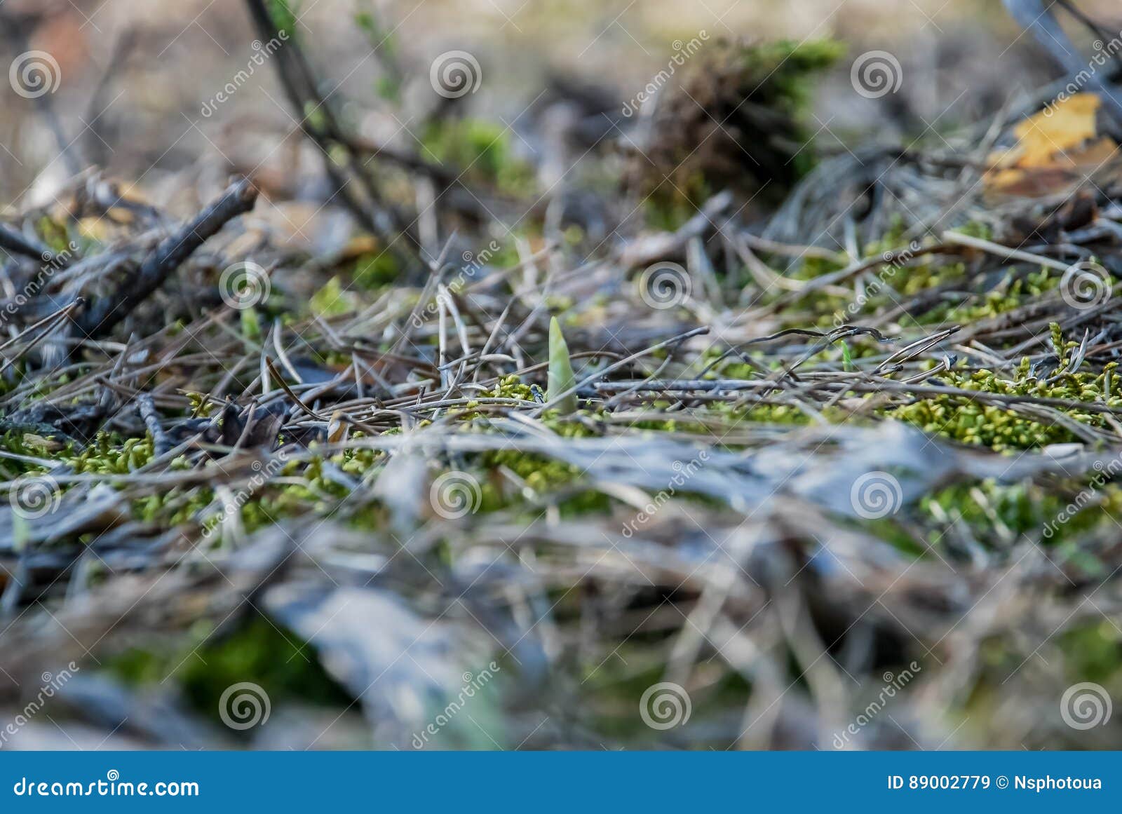 Sprout in moss stock image. Image of green, tenderness - 89002779