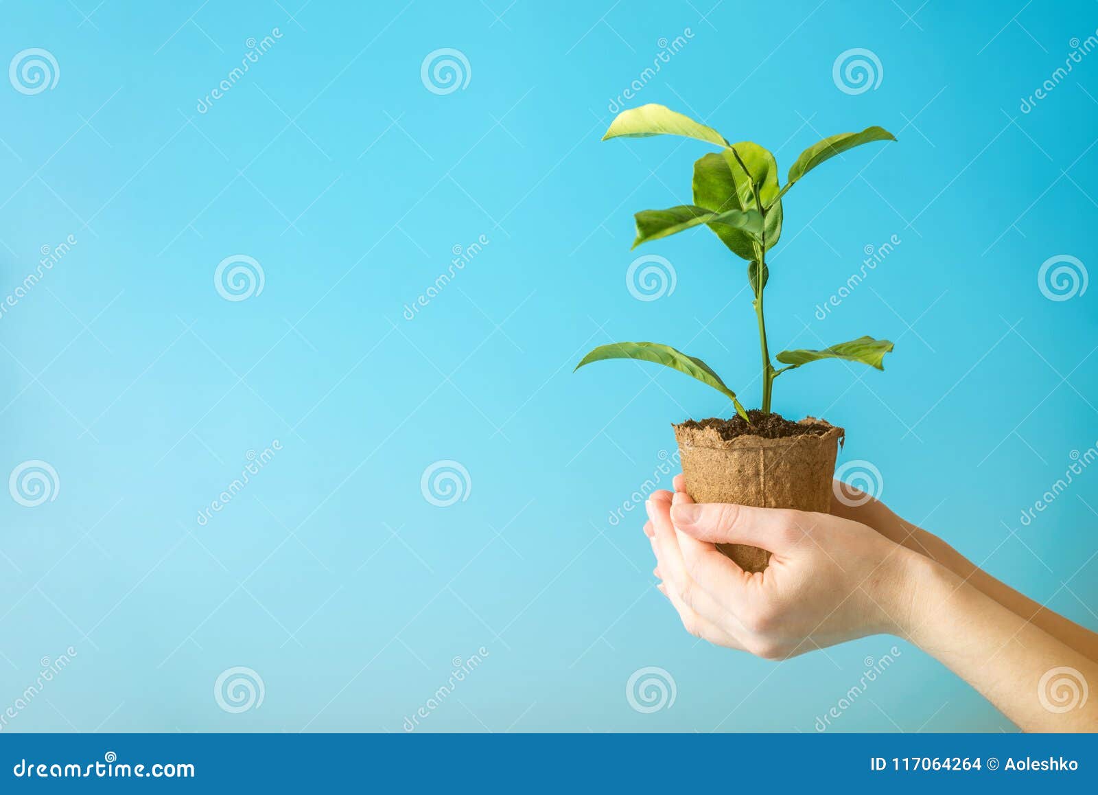 Sprout Of New Green Tree In Soil In Human Hands On Blue Background ... Sprout Of New Green Tree In Soil In Human Hands On Blue Background ...