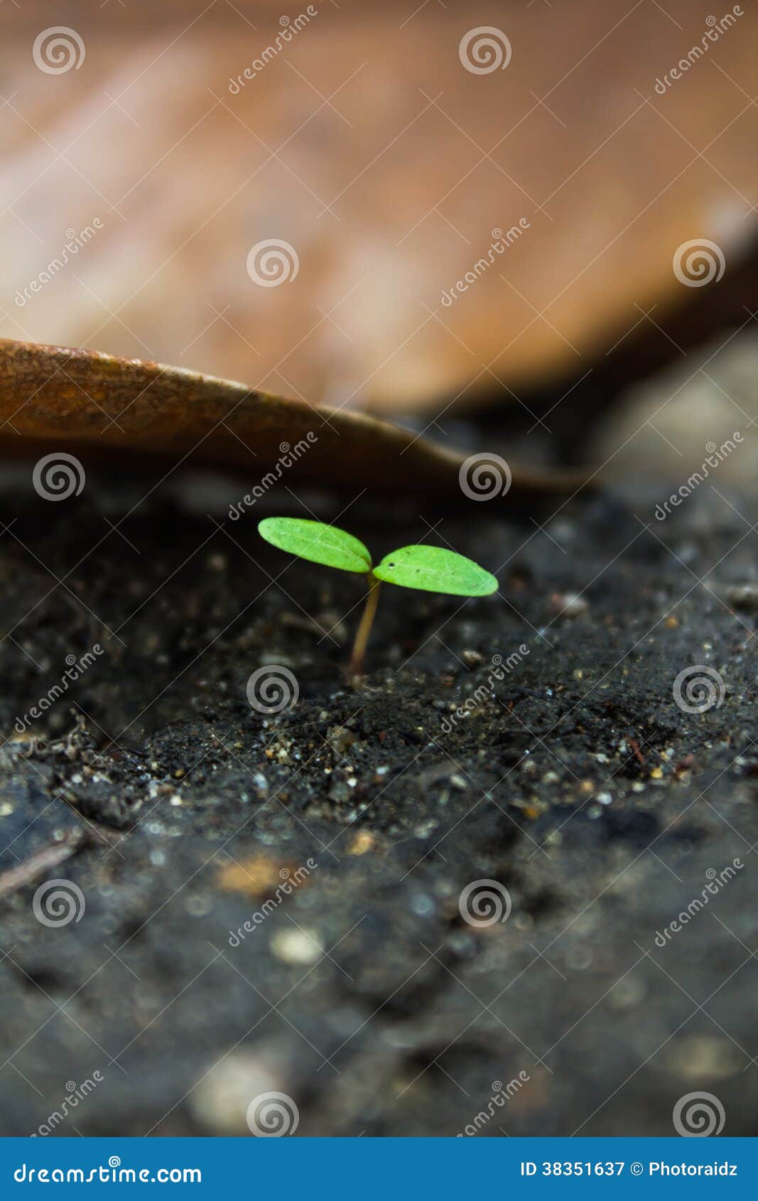 Sprout of a new life stock image. Image of grownup, born - 38351637