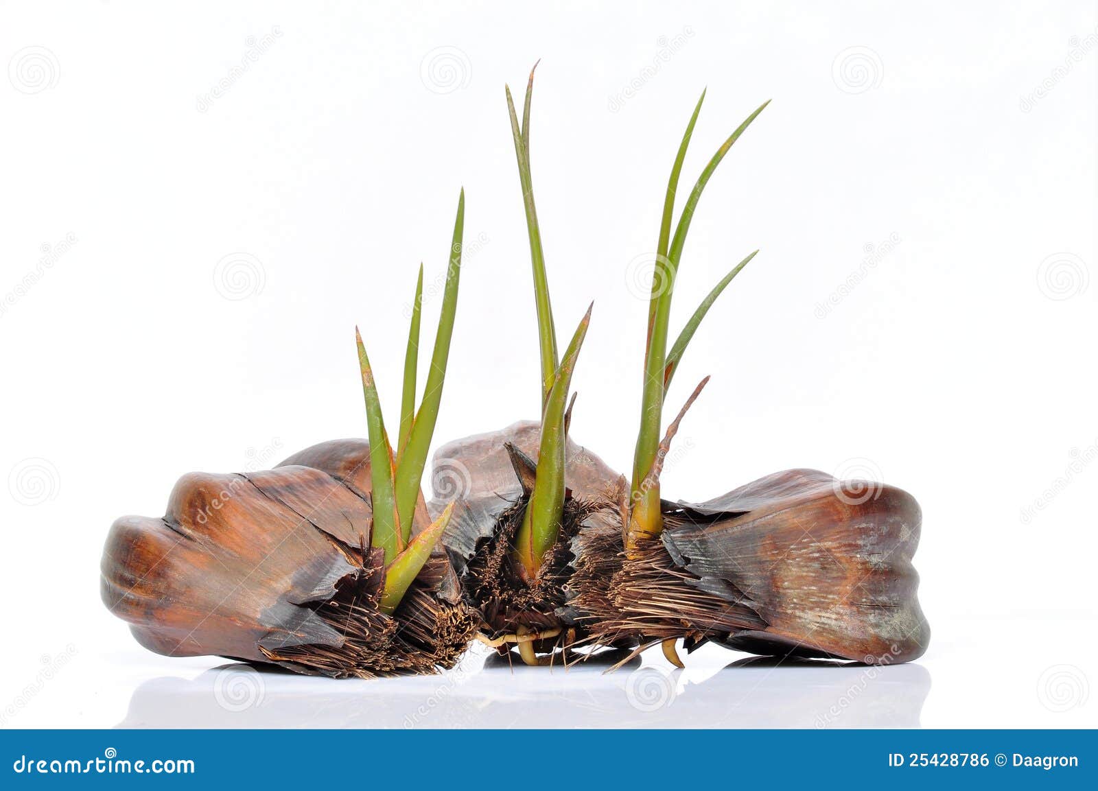 Sprout Nipa Palm Photos - Free & Royalty-Free Stock Photos from Dreamstime