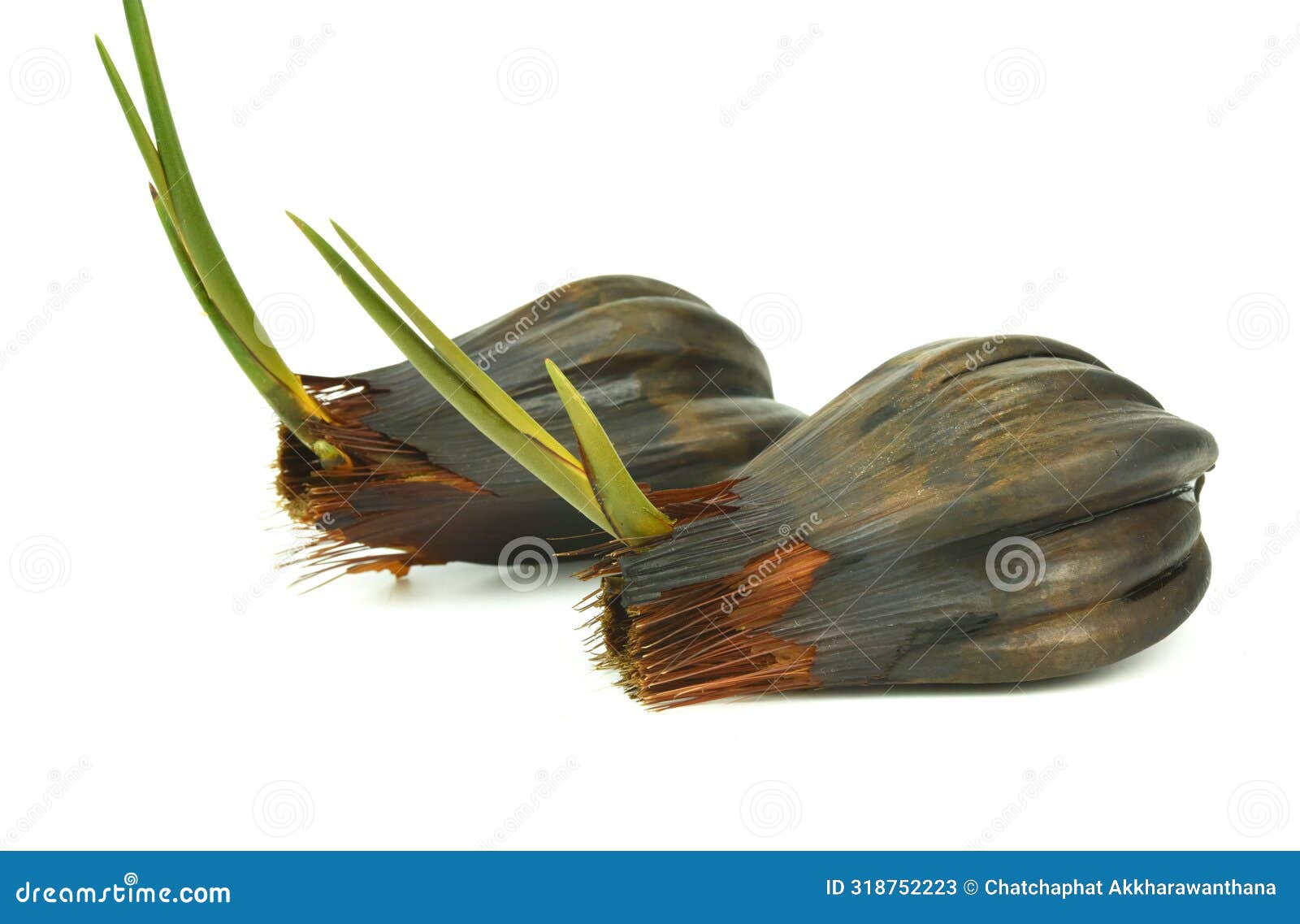 Pattern Of Nipa Palm Royalty-Free Stock Photography | CartoonDealer.com ...