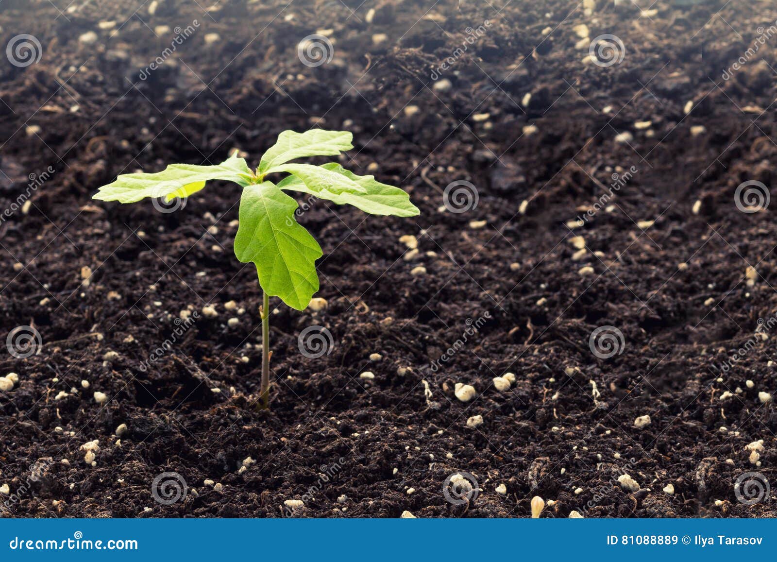 Sprout of Oak from an Acorn. Stock Image - Image of life, increase ...