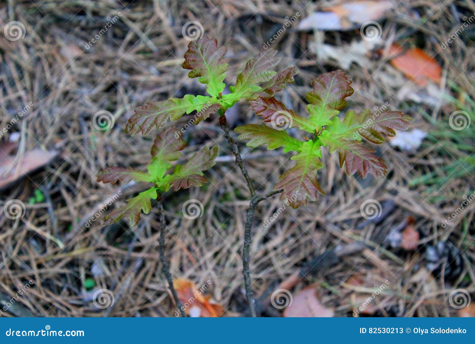 Sprout of oak stock image. Image of development, deciduous - 82530213
