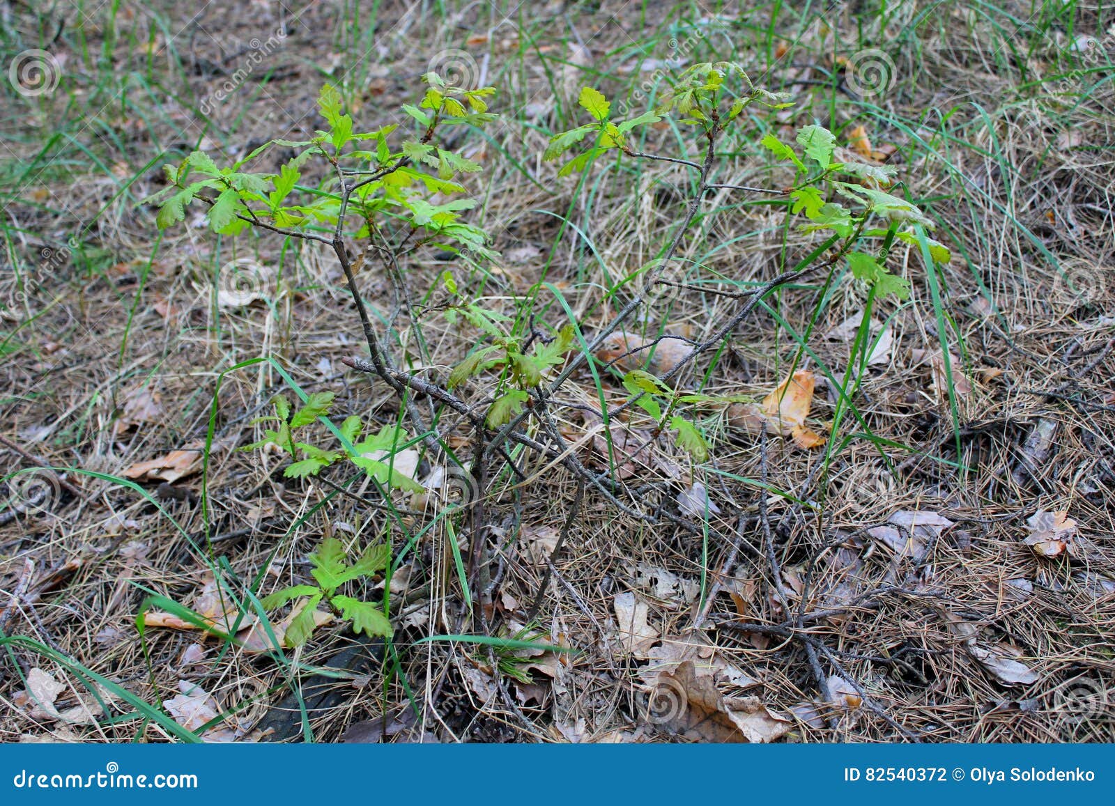 Sprout of oak stock photo. Image of forestation, botany - 82540372