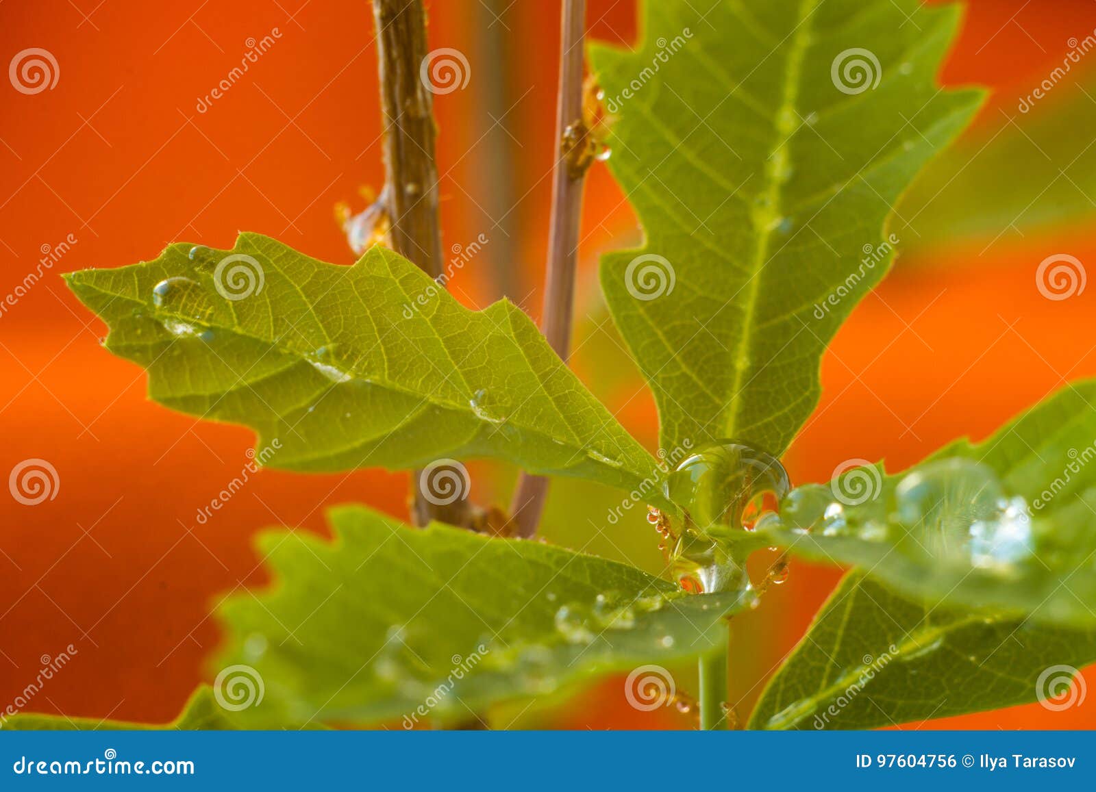 Sprout of Oak with Raindrops. Stock Photo - Image of bush, growing ...