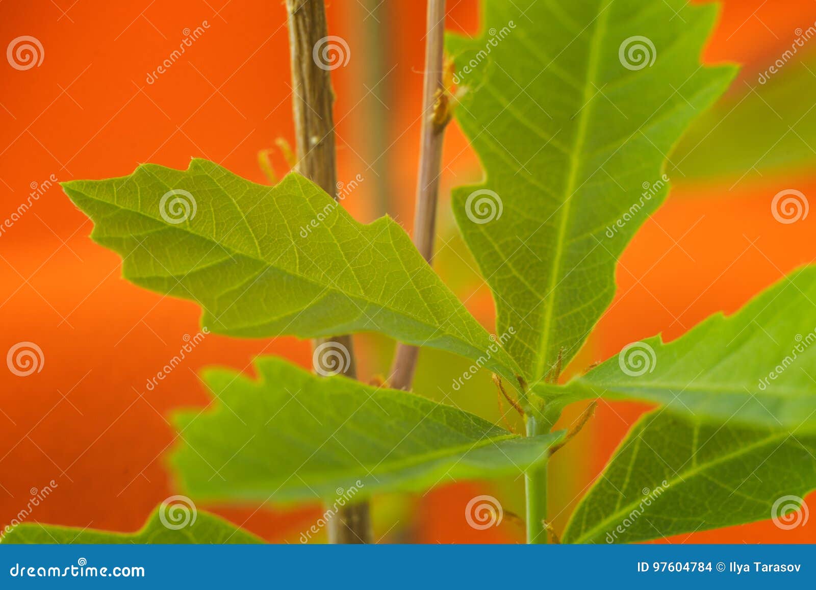 Sprout of Oak with Raindrops. Stock Photo - Image of forest ...