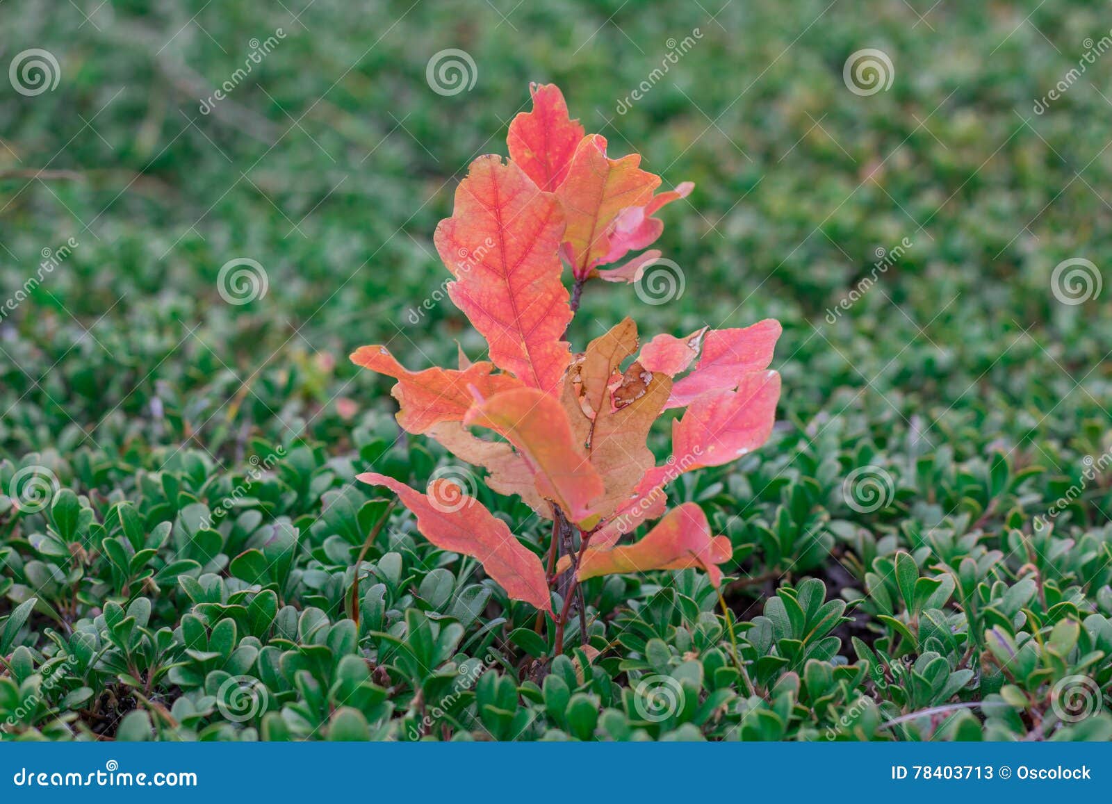 Sprout of Oak with Red Leaves in Green Bootlicking Moss Stock Image ...