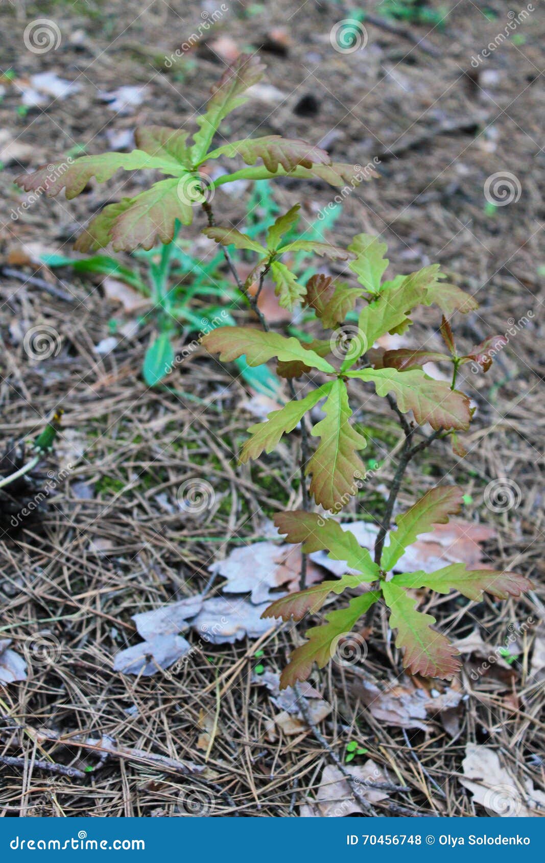 Sprout of oak stock photo. Image of environment, beginning - 70456748