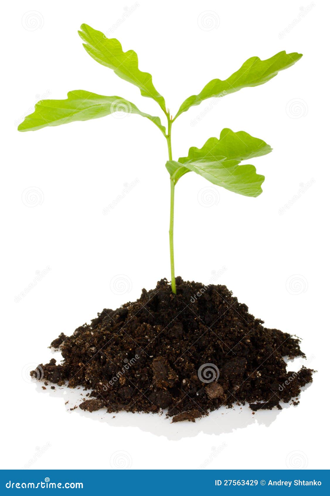 Sprout oak tree stock image. Image of leaf, live, development - 27563429