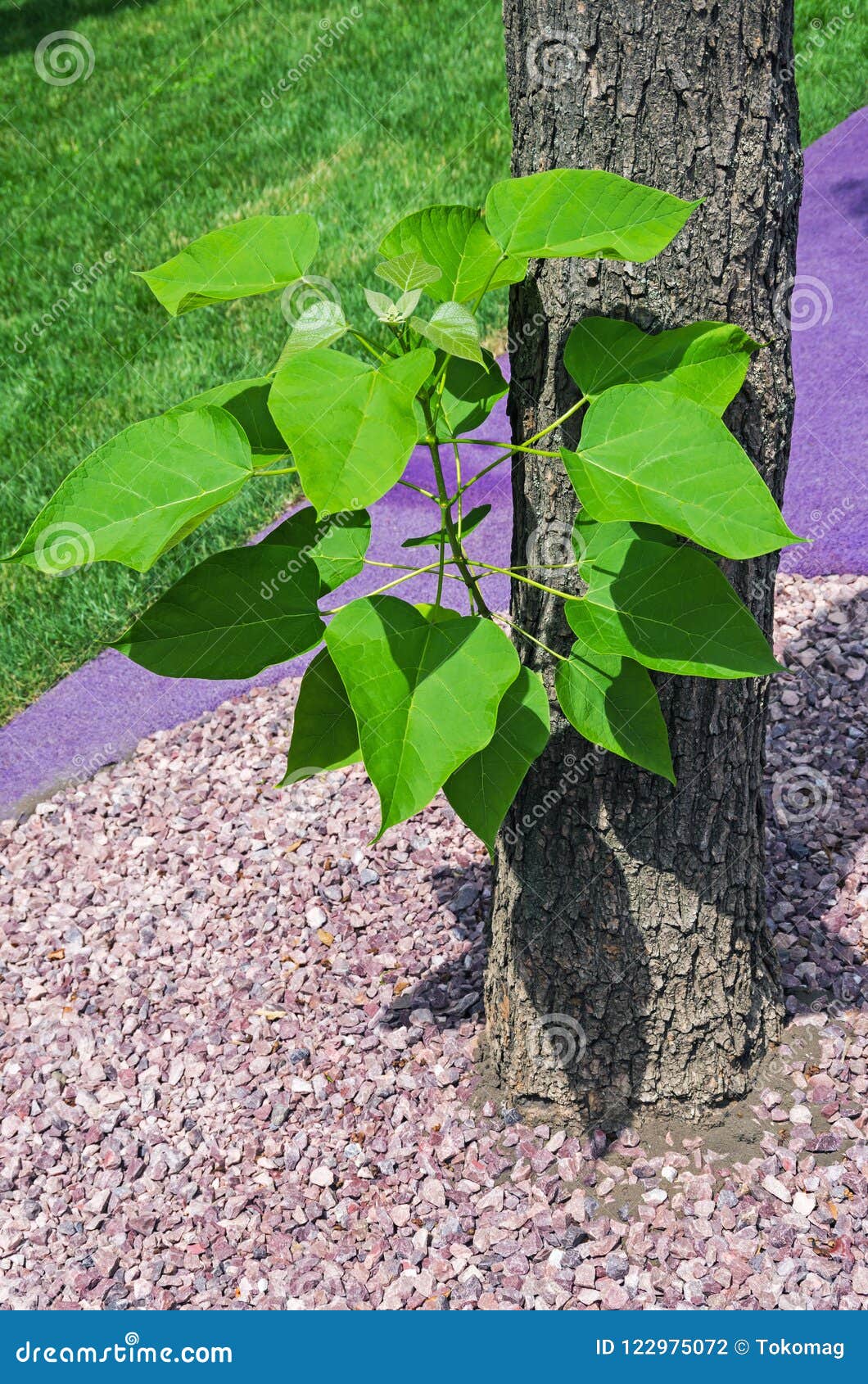 Sprout from old tree stock photo. Image of brown, breakstone - 122975072