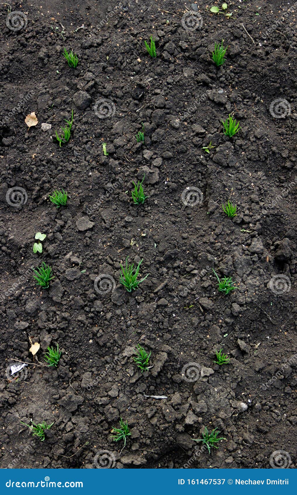 Sprout Onion, Black Earth, Green Grass Russia Stock Image - Image of ...