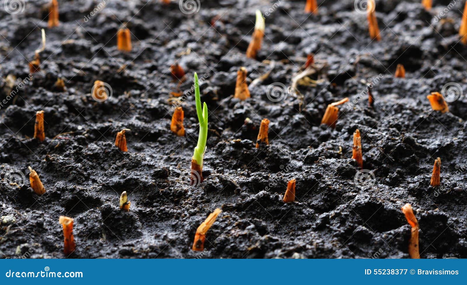 Sprout out of the ground stock image. Image of gentle - 55238377