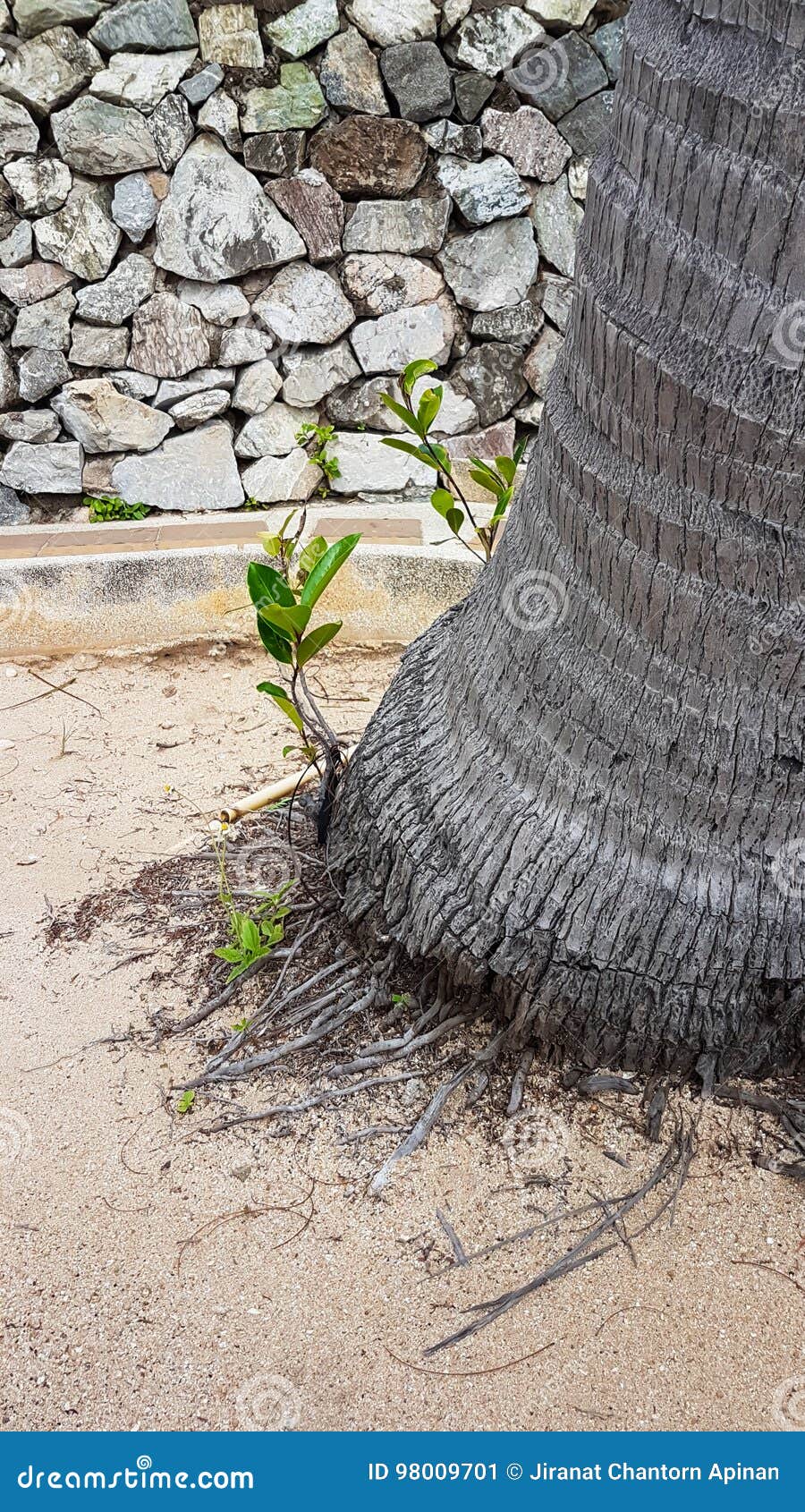 Sprout of Palm Tree with Small Palm Root on Sand Stock Image - Image of ...