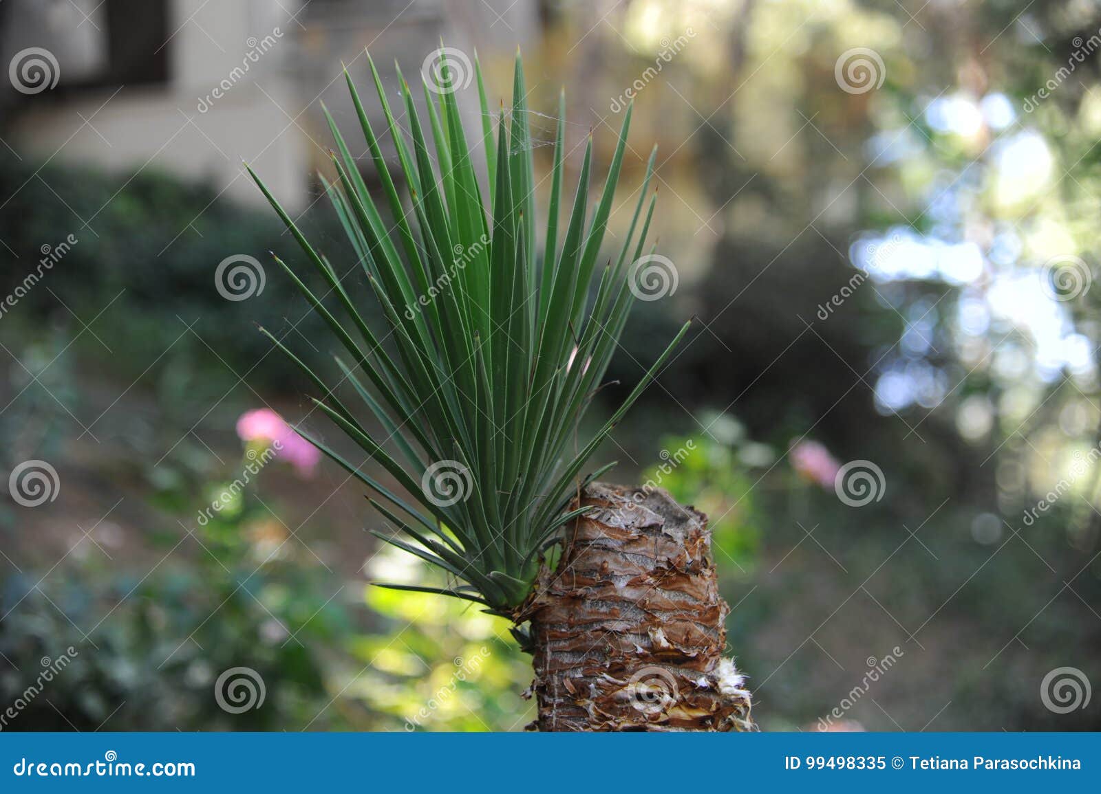 Sprout palm tree stock image. Image of palm, button, sprout - 99498335