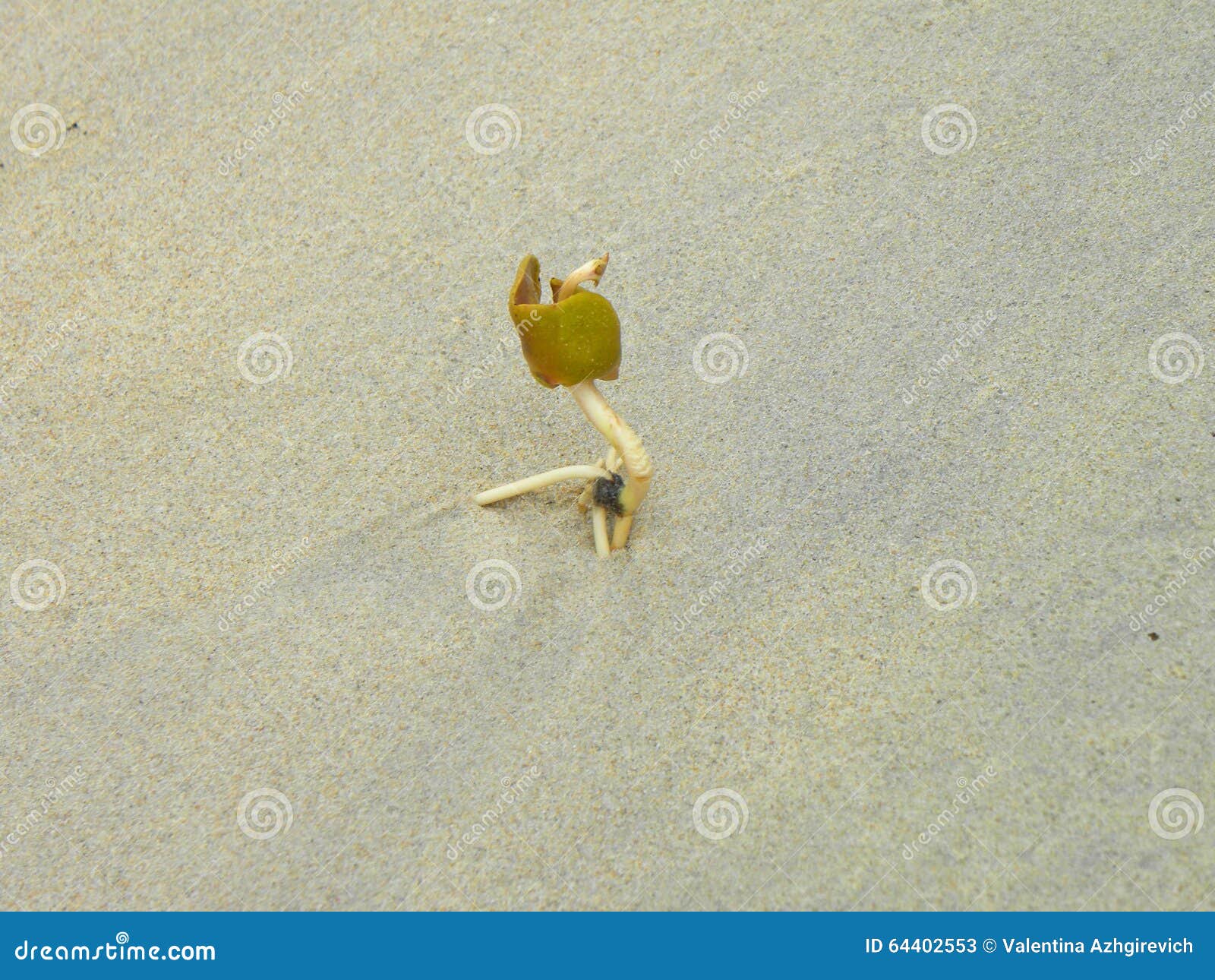 Sprout Palm Trees on the Beach Stock Image - Image of tree, sprout ...