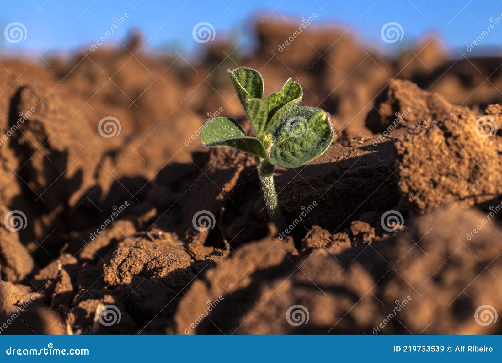Sprout of the Peanut Plant Grows in the Field Stock Image - Image of ...