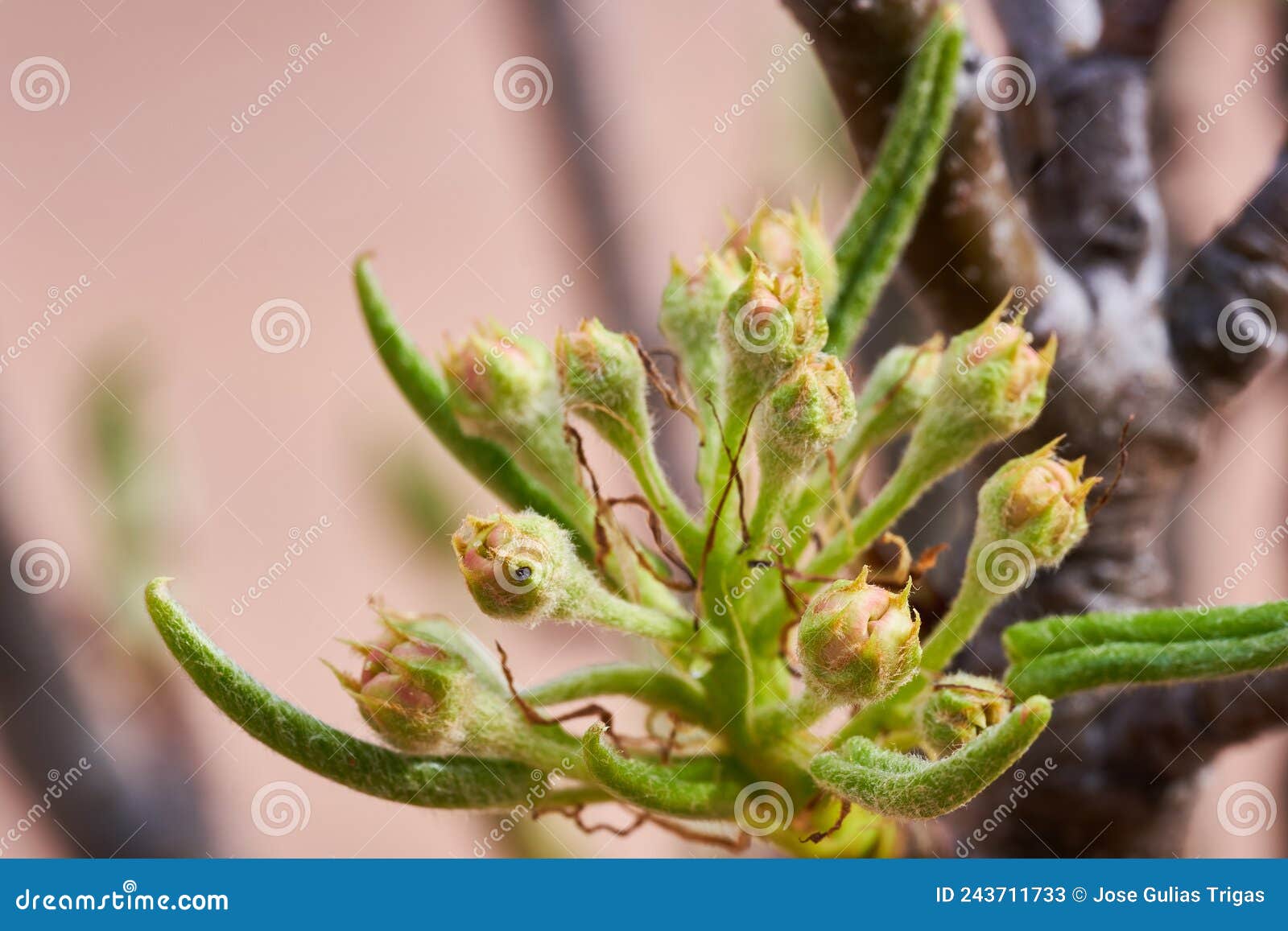 Sprout of a Pear Tree Grown on the Balcony of a House in the Approach ...