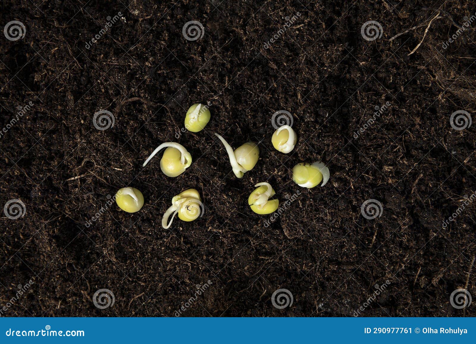 Sprout pee seeds on soil stock image. Image of vegan - 290977761
