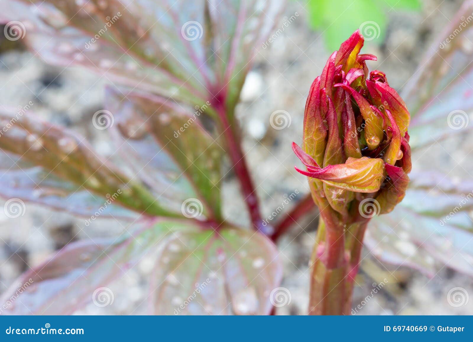 Sprout Peony Flower Closeup Stock Image - Image of closeup, leaves ...