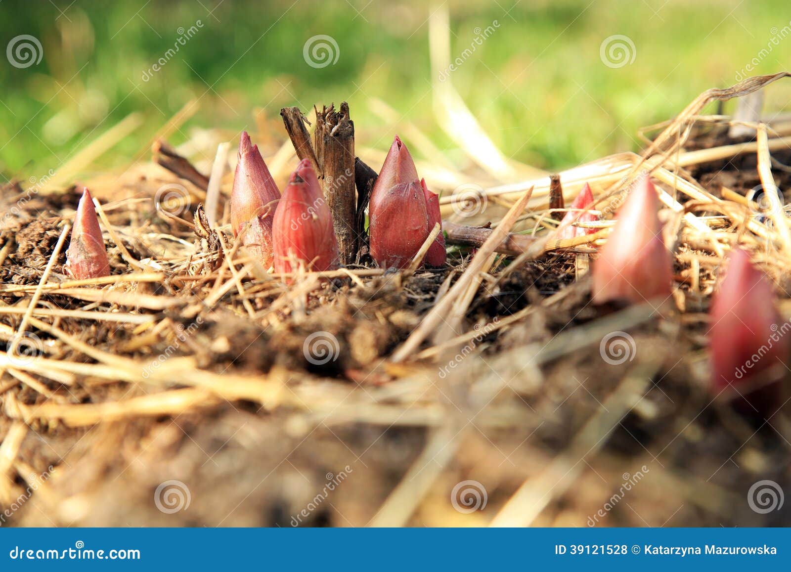 Sprout of a peony stock photo. Image of growing, flowerbed - 39121528