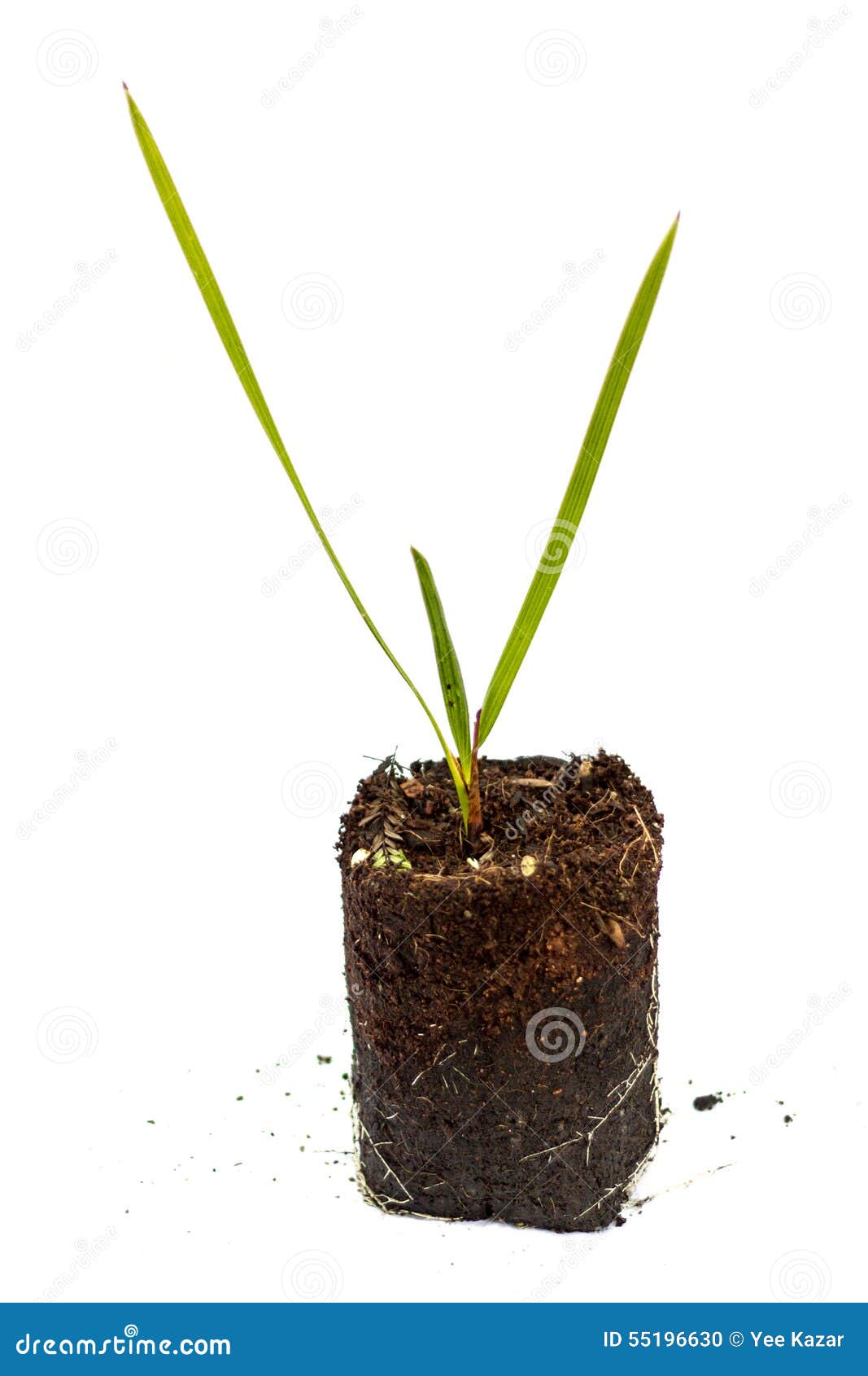 Sprout phoenix palm tree stock photo. Image of grow, bend - 55196630