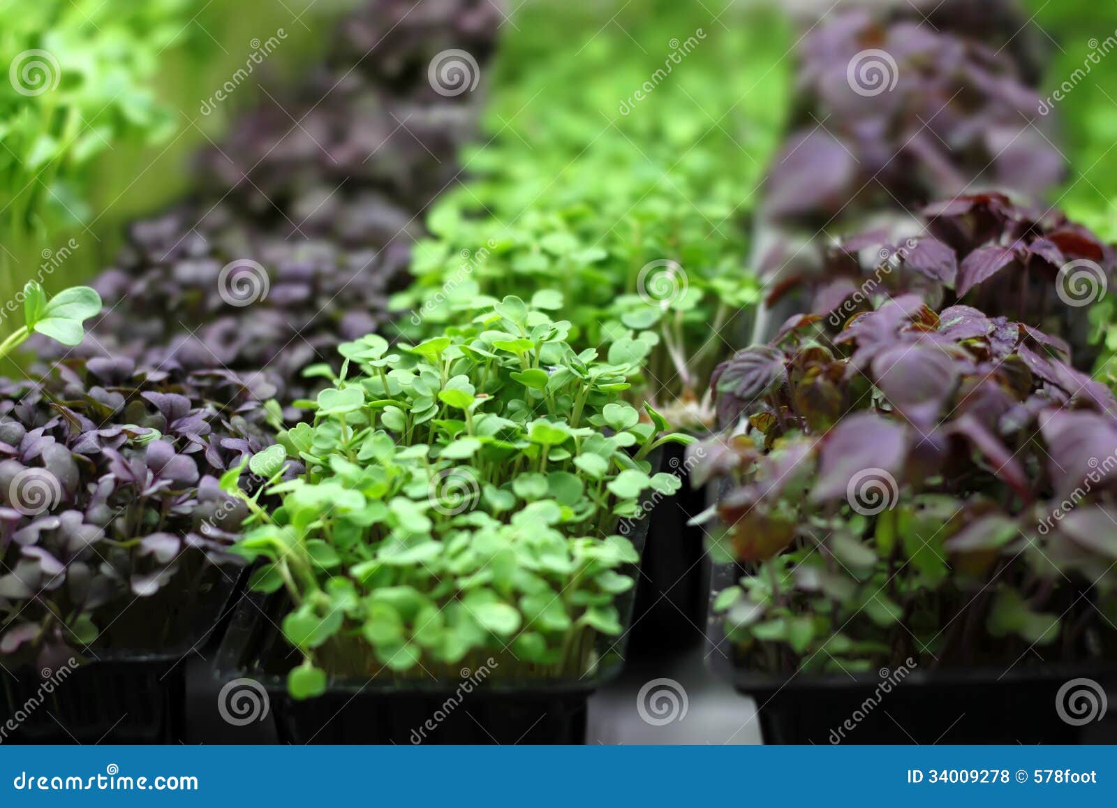 Sprout stock photo. Image of agriculture, environmental - 34009278