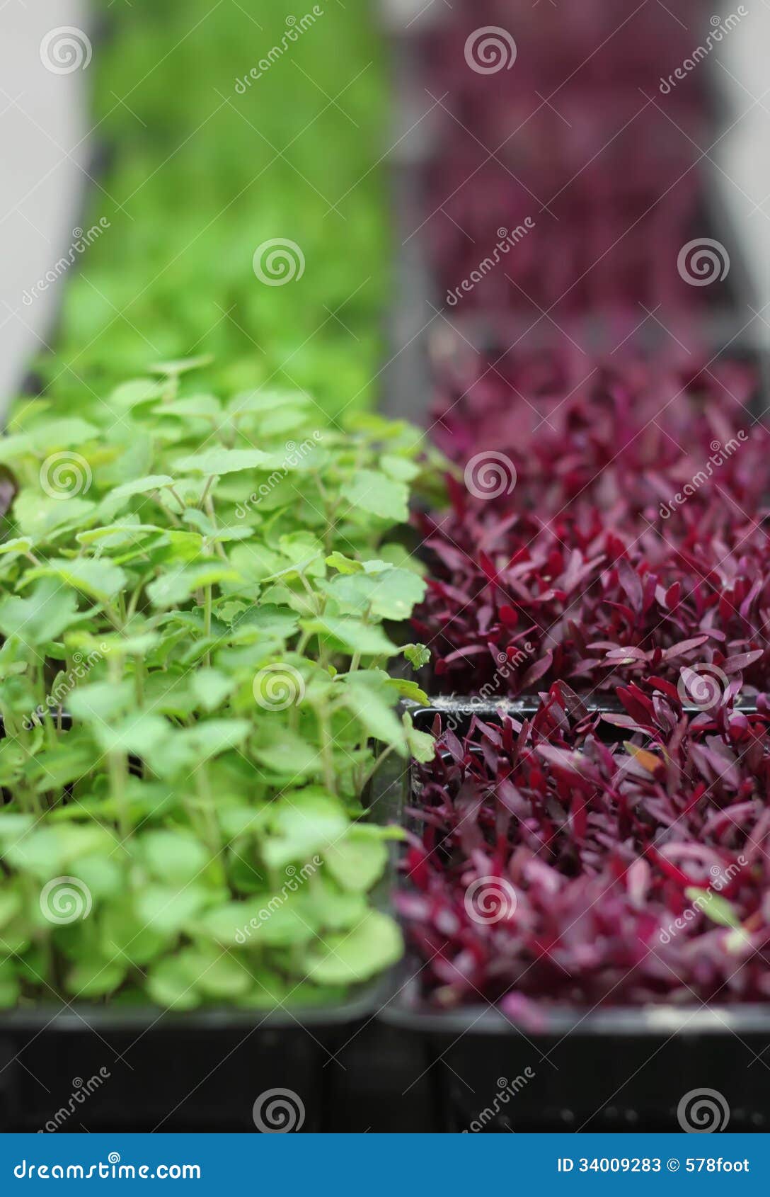 Sprout stock image. Image of life, green, environment - 34009283
