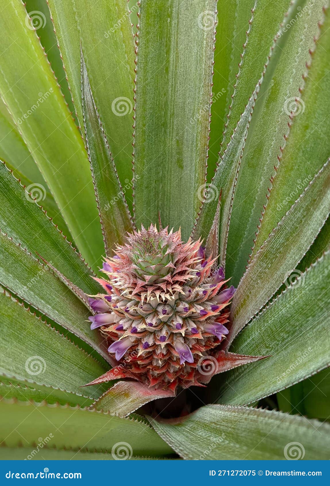 Sprout of pineapple stock image. Image of pineapple - 271272075