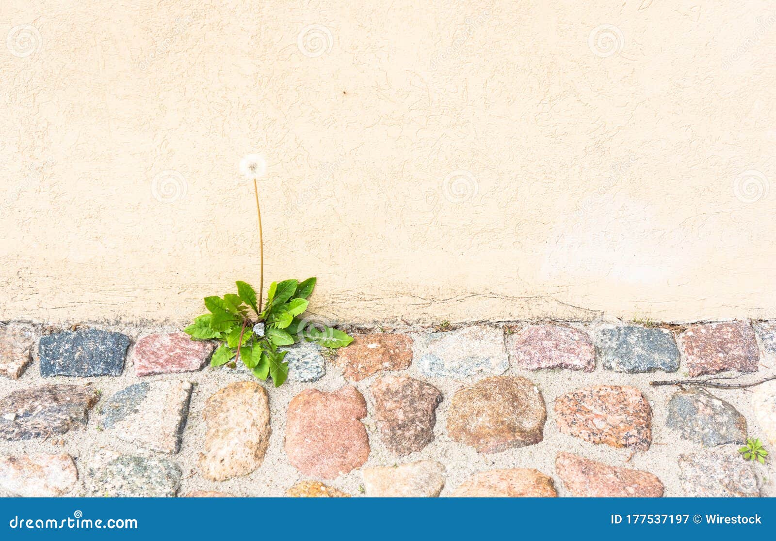 Sprout of a Plant Growing on a Wall Made of Stones Stock Image - Image ...