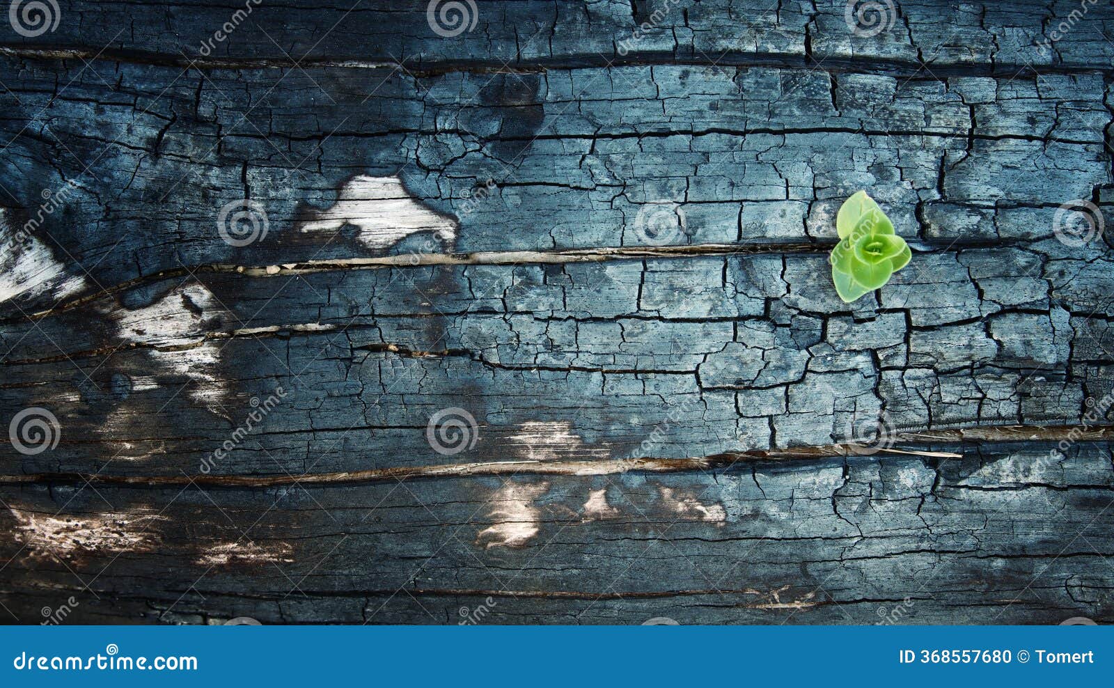 Burnt Tree Royalty-Free Stock Photo | CartoonDealer.com #57550905