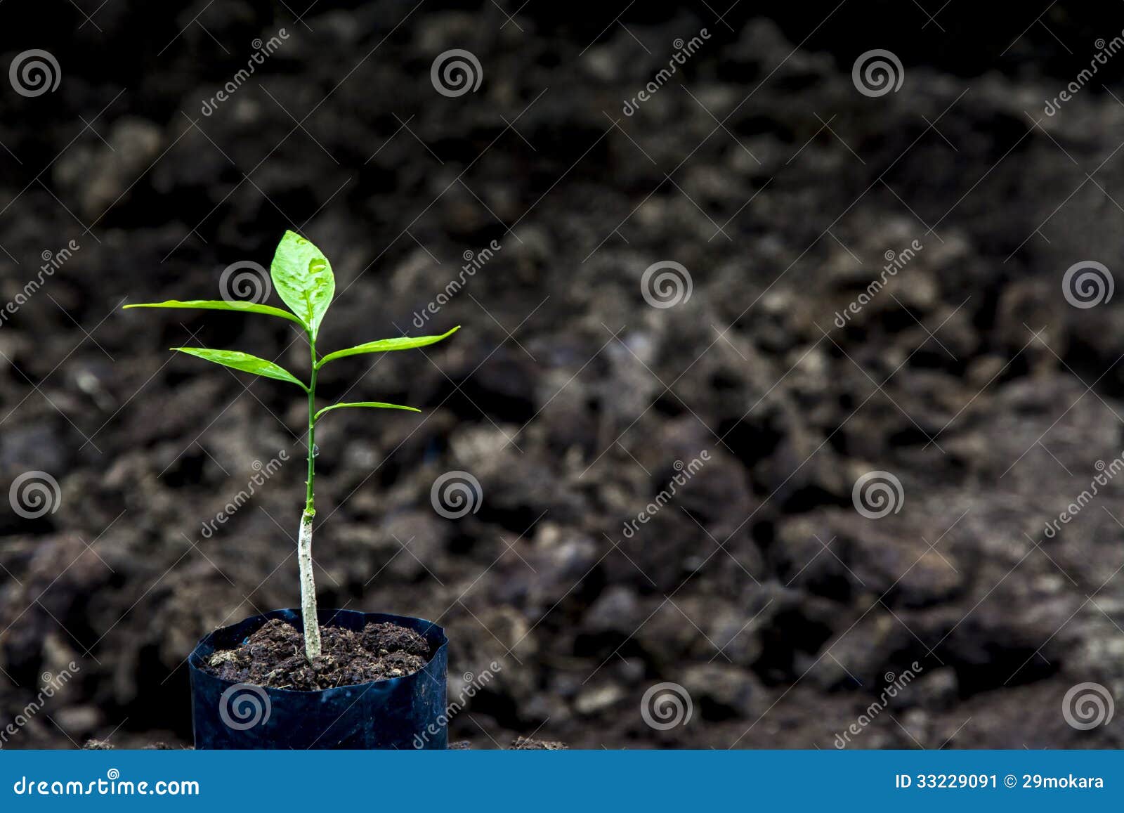 Sprout for Planting at the Farm Stock Image - Image of human, plant ...