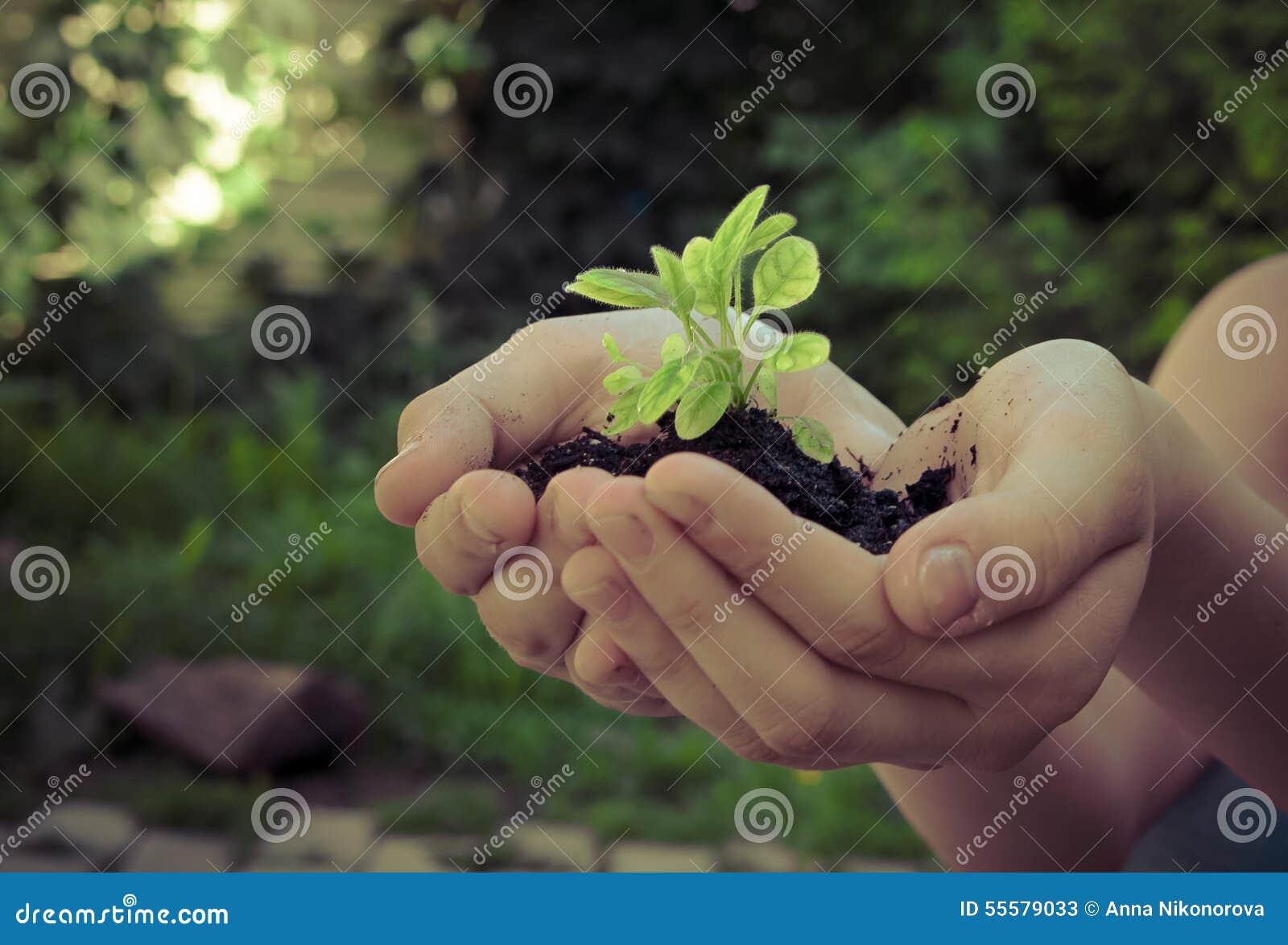 Sprout Plants in Human Hands Stock Image - Image of early, greens: 55579033