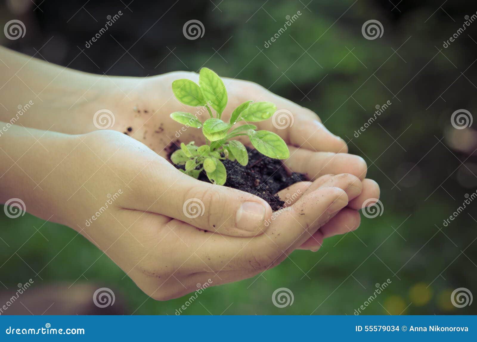 Sprout Plants in Human Hands Stock Photo - Image of shoots, blue: 55579034