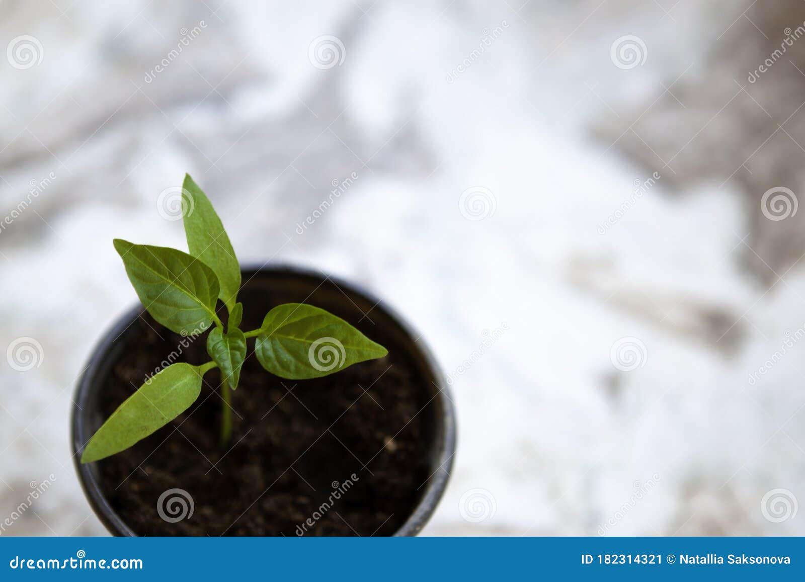 Sprout in a Plastic Pot on the Table, Top View, Copy Space Stock Image ...