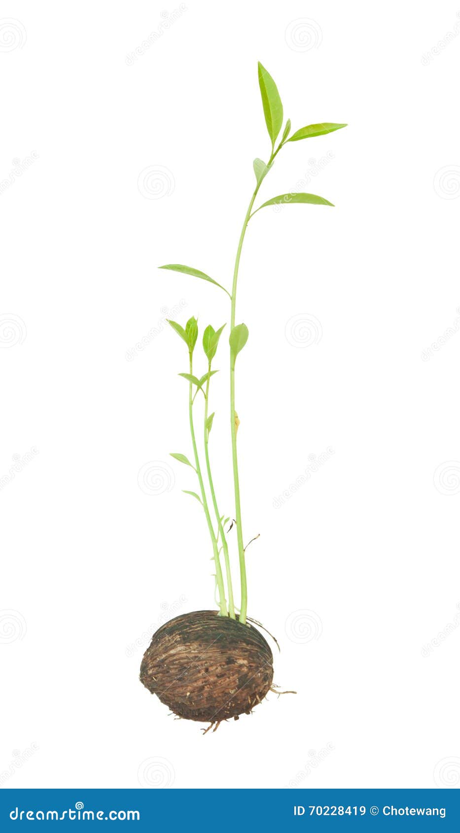 Sprout of pong pong tree stock image. Image of plant - 70228419