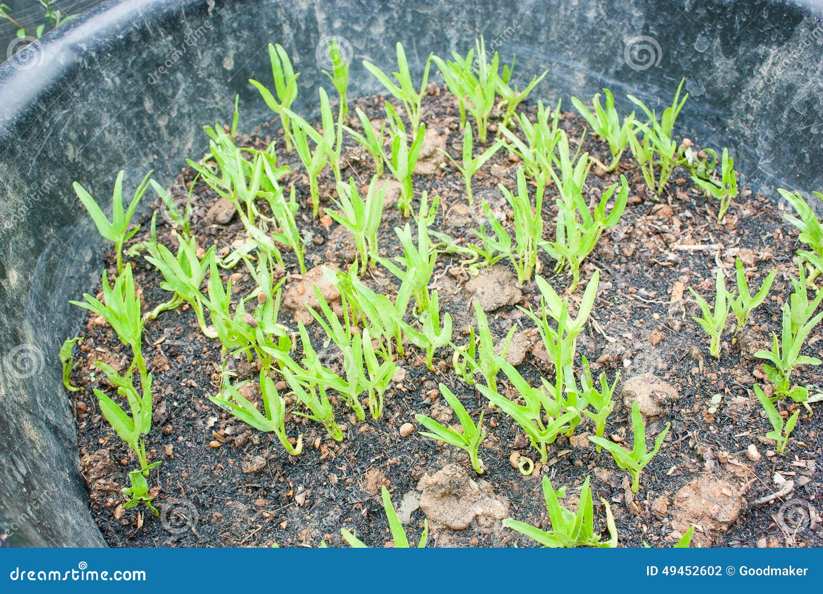 Sprout in pots stock photo. Image of pots, leaf, growing - 49452602