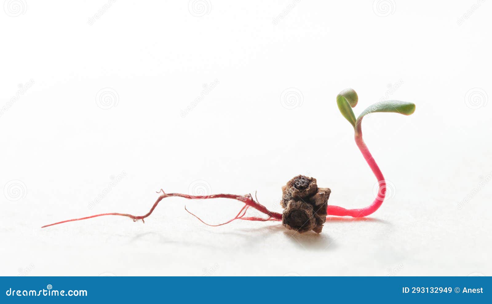 Sprout of Red Beet Growing from Seed Stock Image - Image of garden ...