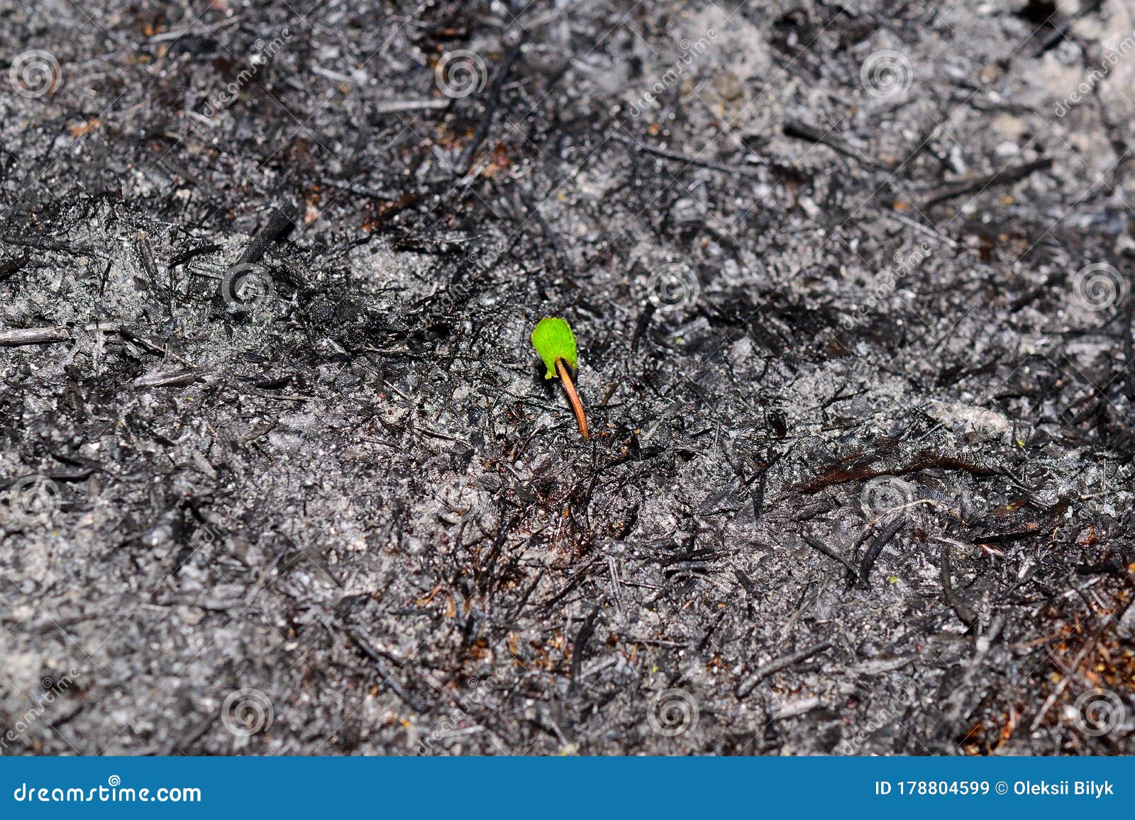 Sprout Rises Over Burnt Ground. Grass Ash after Arson. Recovery after ...